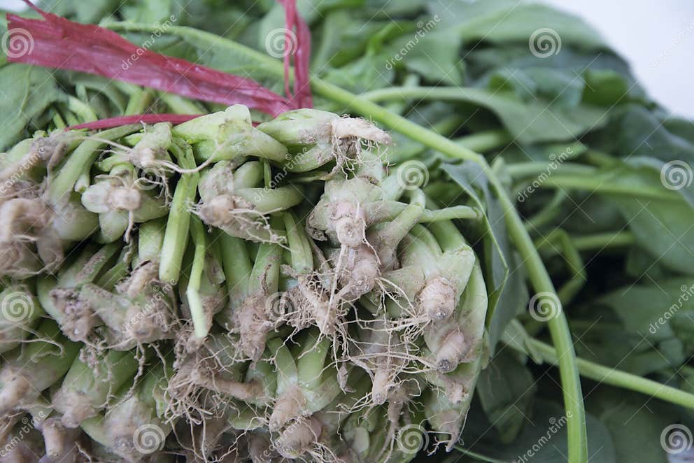Spinach root stock image. Image of spinach, plants, fruits - 83385243