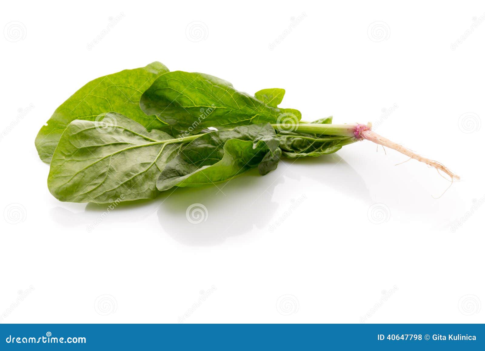 Spinach. stock photo. Image of leaf, botany, stack, root - 40647798