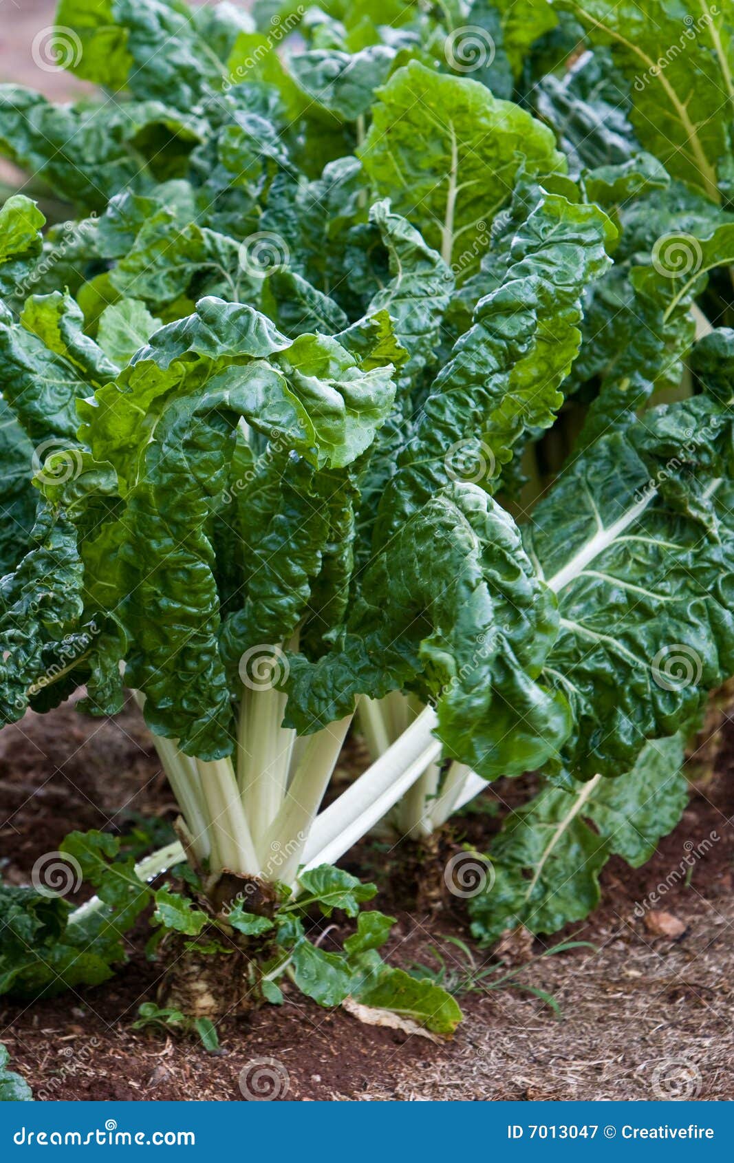 Spinach - Silverbeet in Vegetable Garden Stock Image - Image of stalks ...