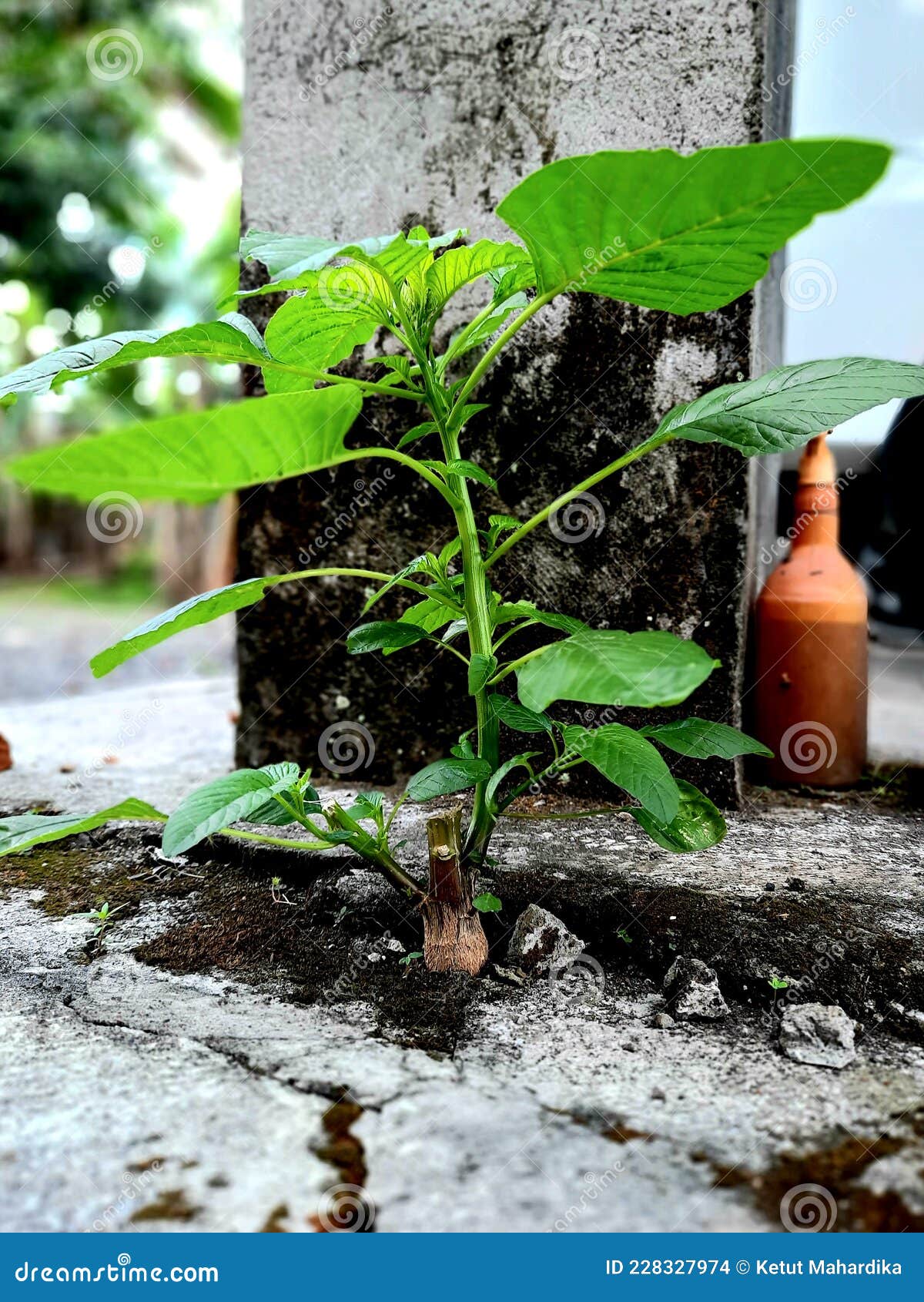 A Small Spinach Tree in the Yard. Stock Photo - Image of vegetables ...