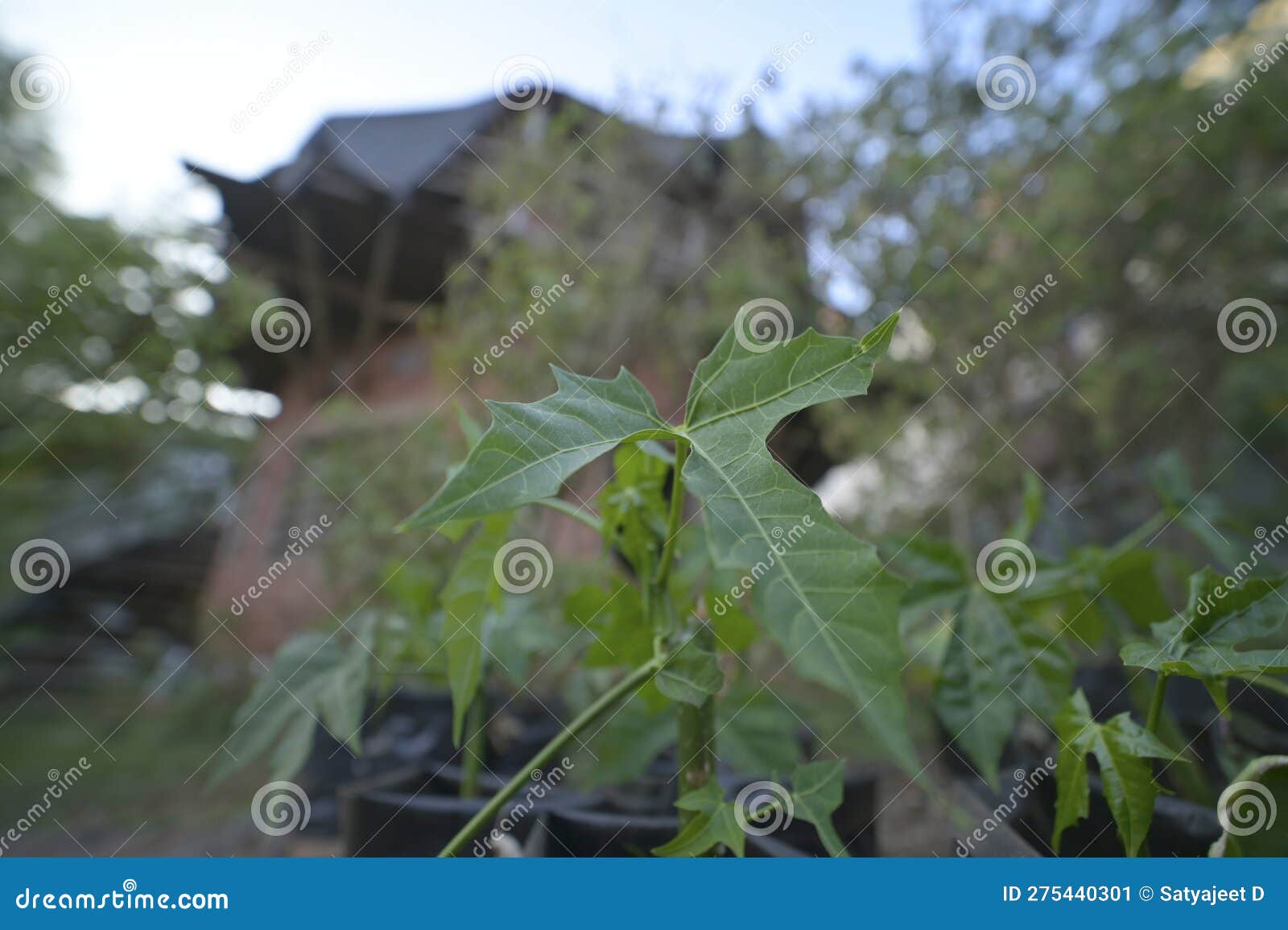 Spinach Tree Sapling Growing in the Garden, India. Stock Image - Image ...