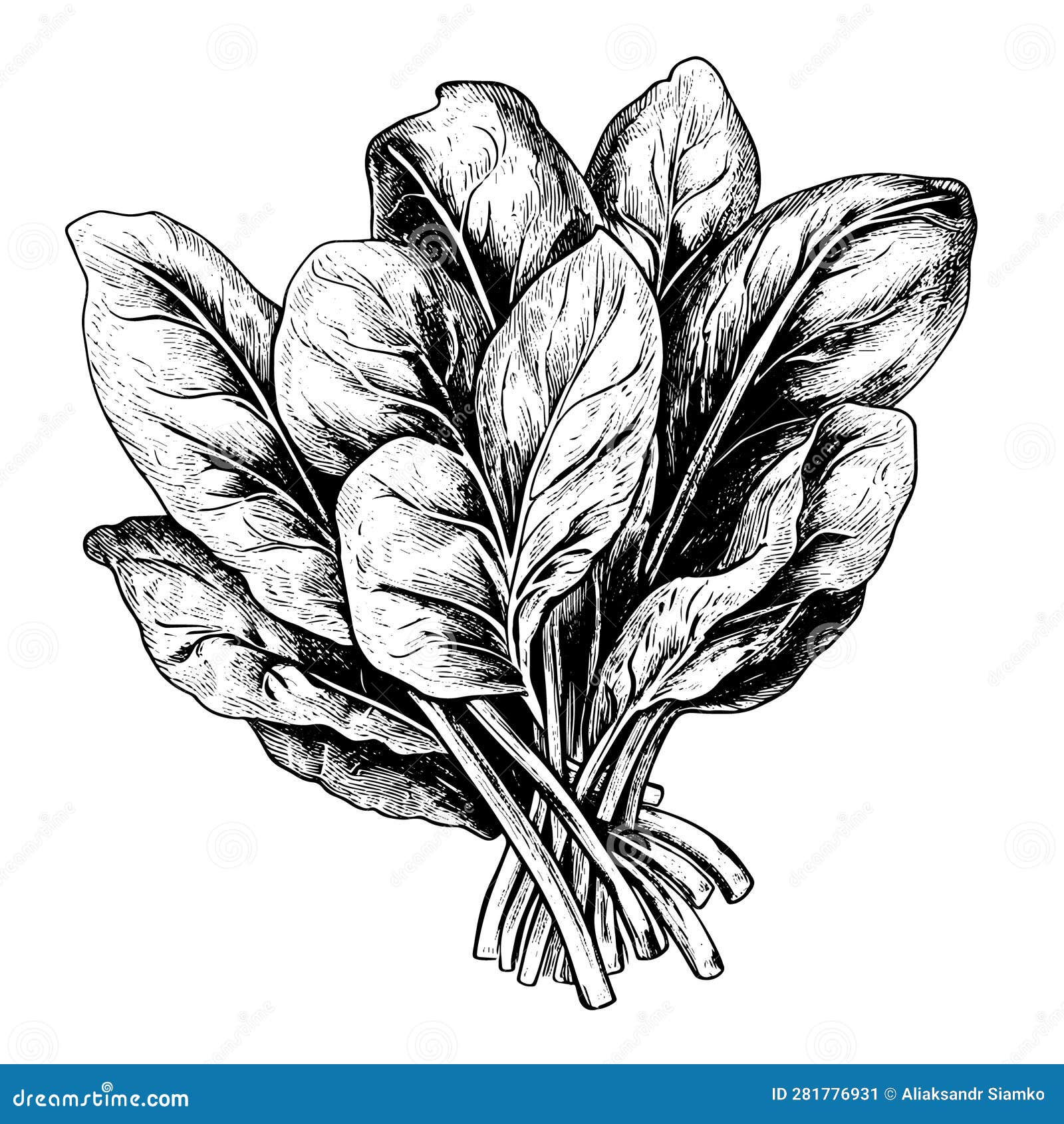 Spinach Vector Drawing. Isolated Hand Drawn, Engraved Style ...