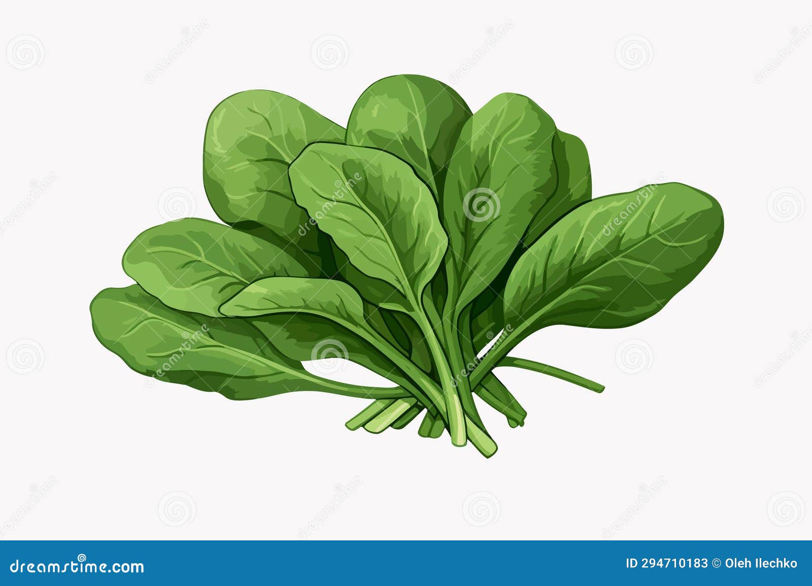 Spinach Vector Flat Minimalistic Isolated Vector Style Illustration ...