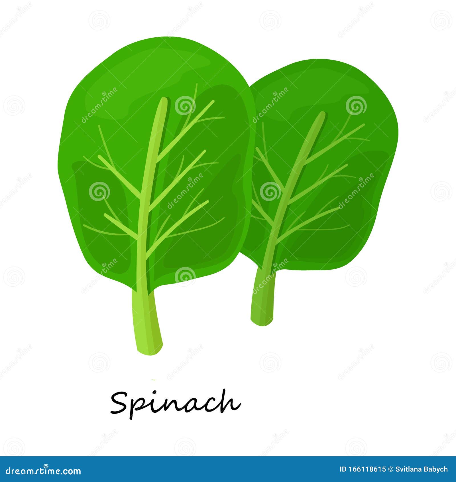 Spinach Vector Icon.Cartoon Vector Icon Isolated on White Background ...