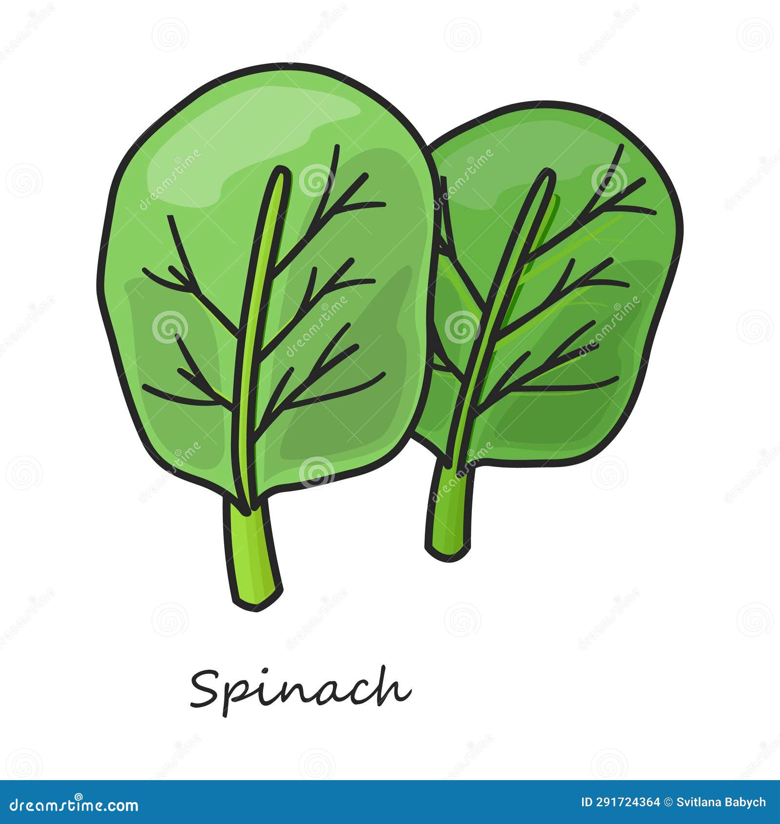 Spinach Vector Icon. Color Vector Icon Isolated on White Background ...