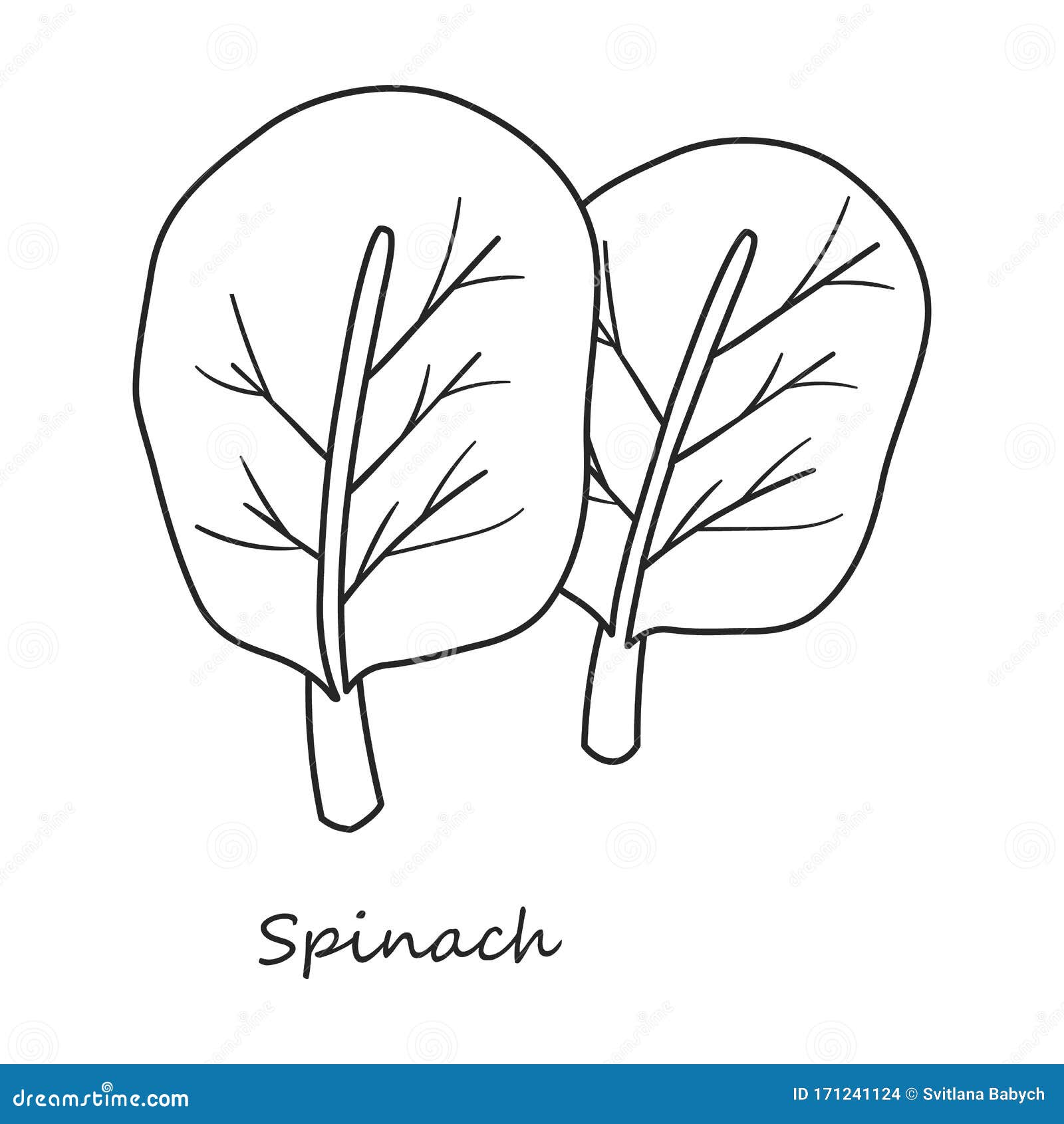 Spinach Vector Icon.Outline,line Vector Icon Isolated on White ...