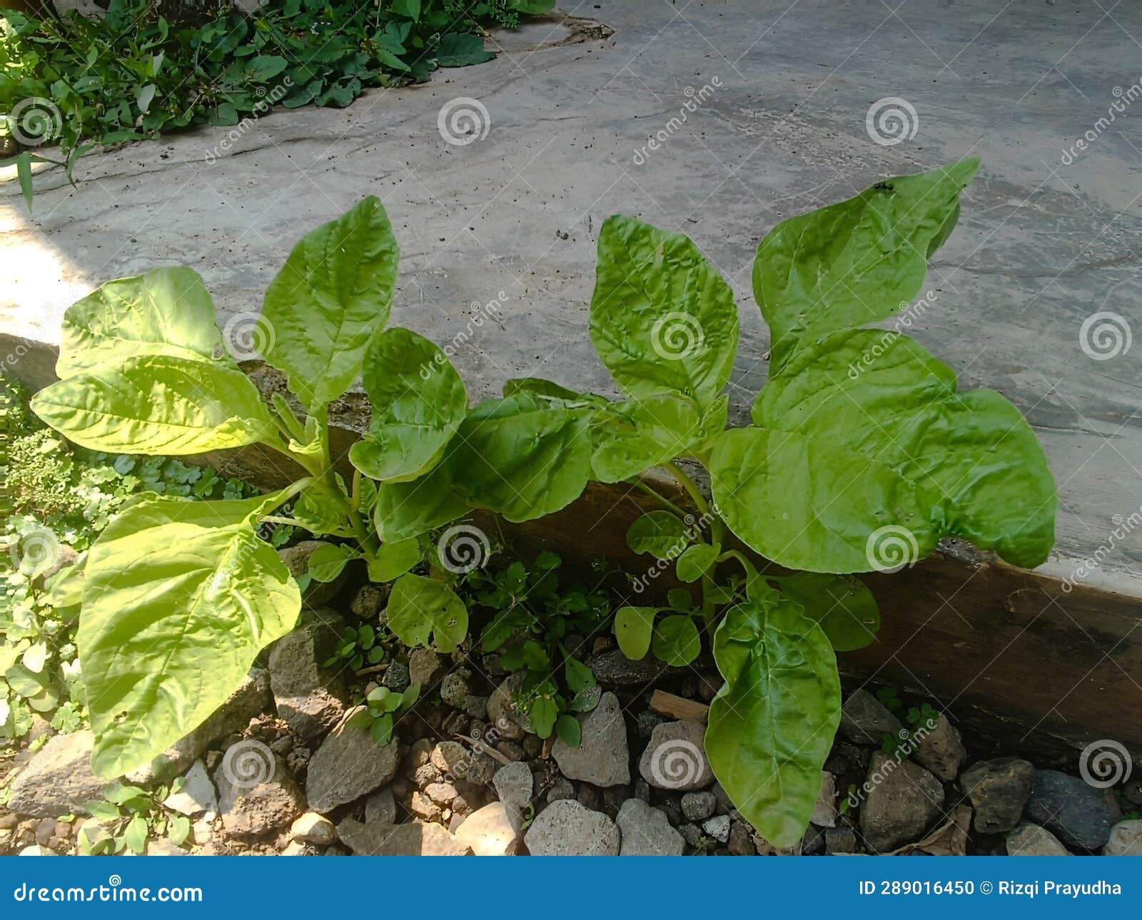 Spinach vegetable stock photo. Image of shrub, garden - 289016450