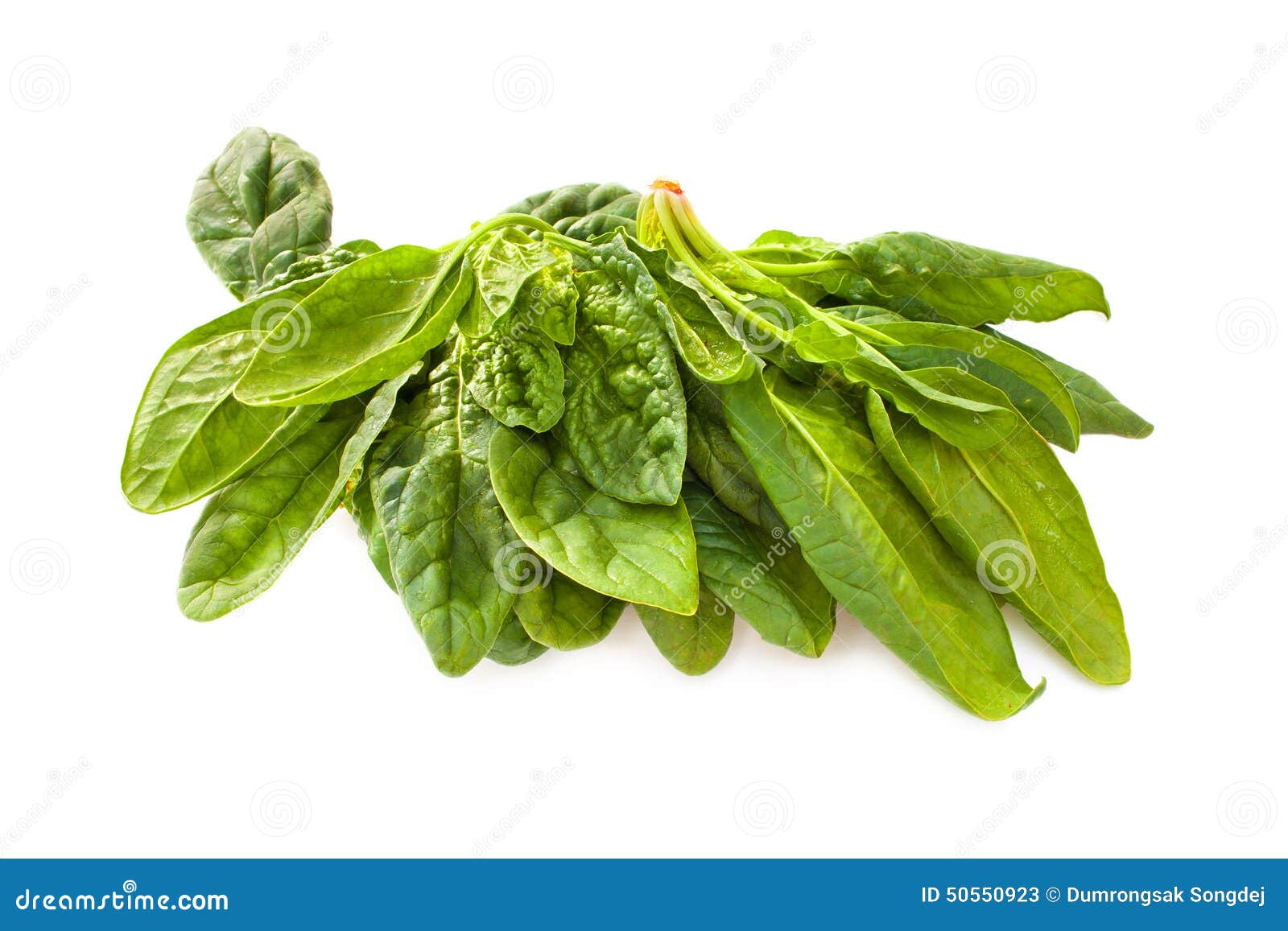 Spinach vegetable stock image. Image of vegetarian, closeup - 50550923
