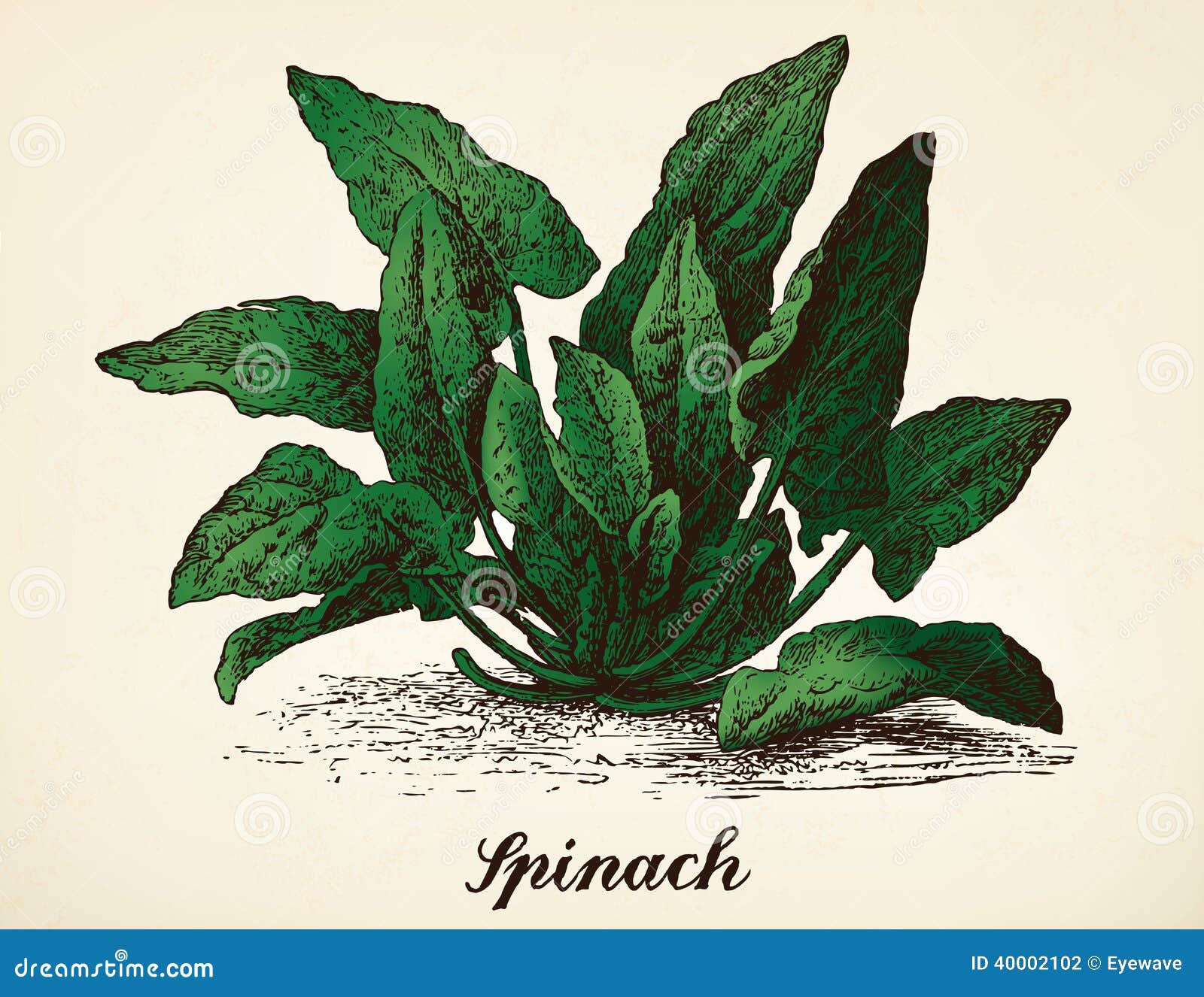 Spinach Vintage Illustration Vector Stock Vector - Illustration of ...