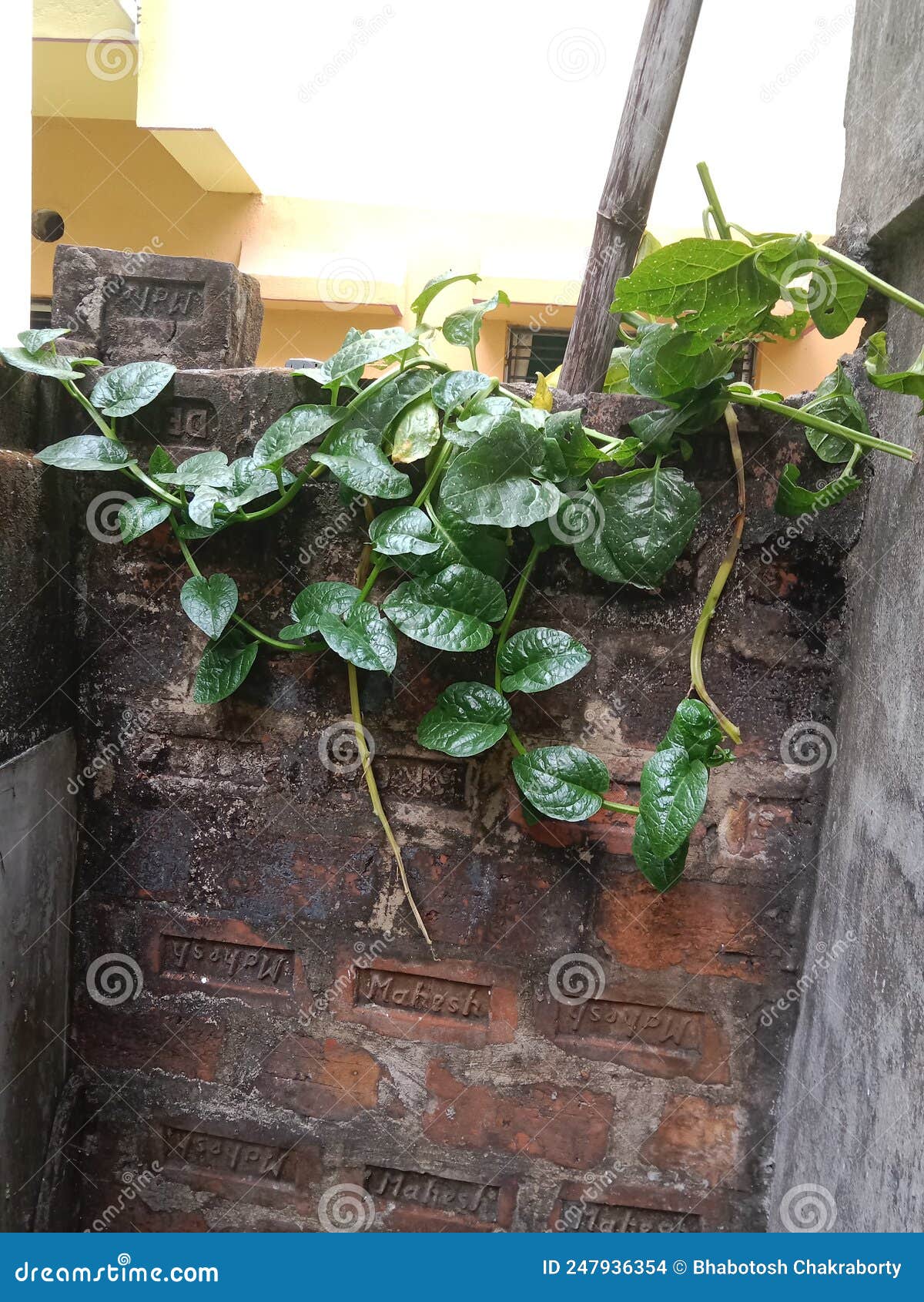 Spinach on the wall stock photo. Image of green, bricks - 247936354