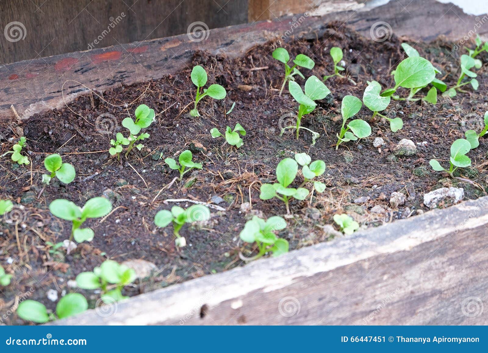 Spinachs in a Brown Wood Plots Stock Image - Image of food, maturing ...