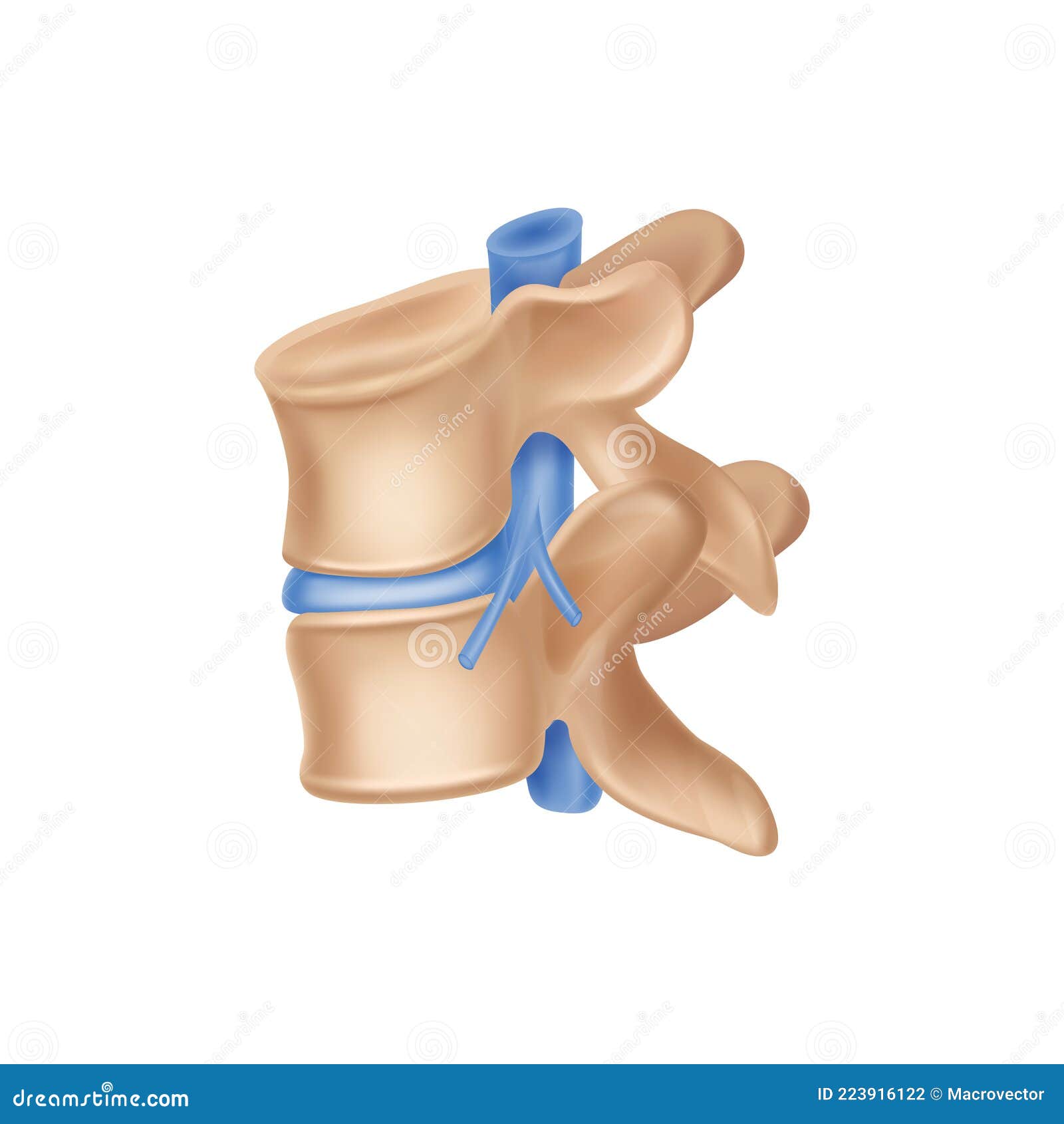 Spinal Bone Illustration stock vector. Illustration of medical - 223916122