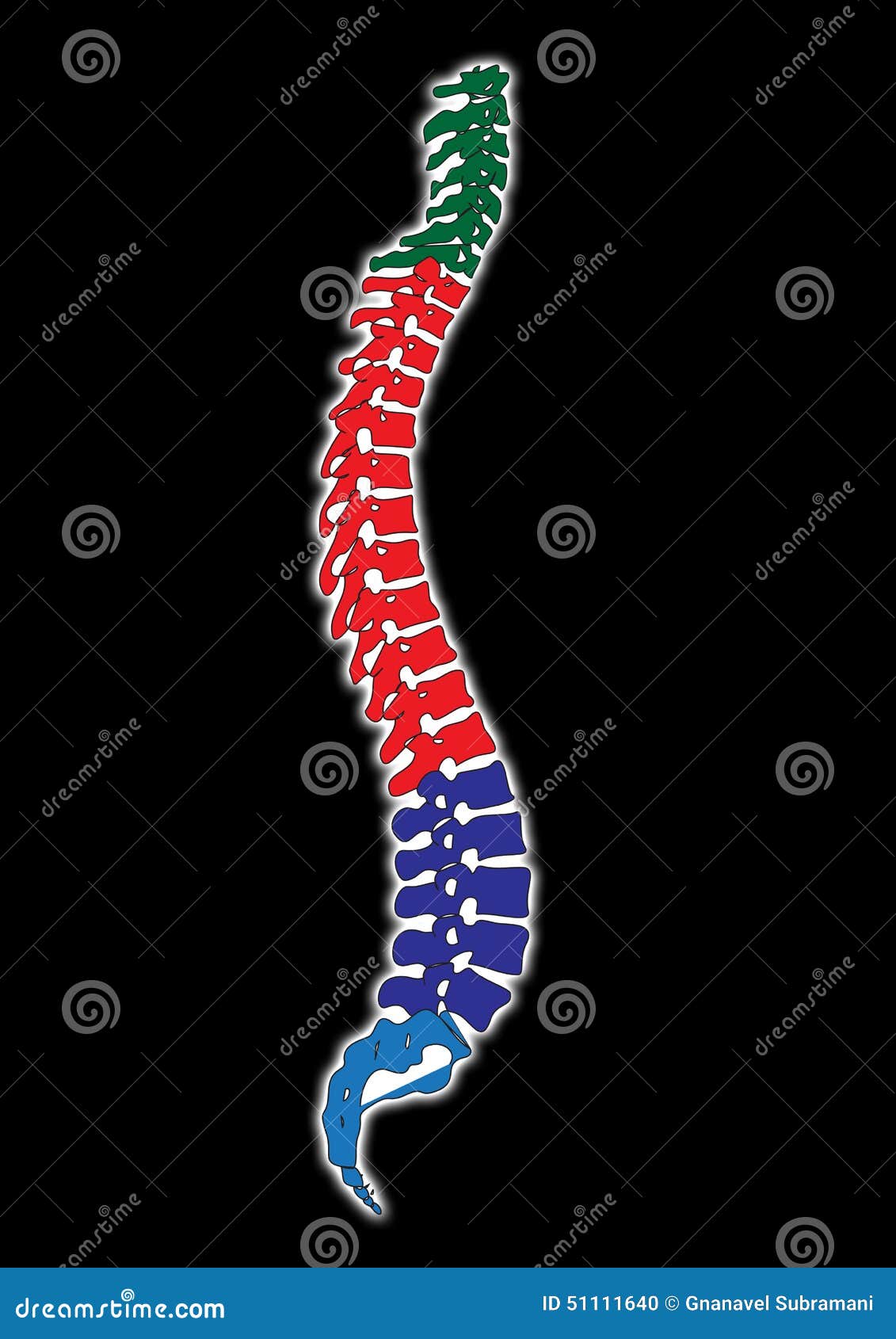 Spinal Card stock illustration. Illustration of graphic - 51111640