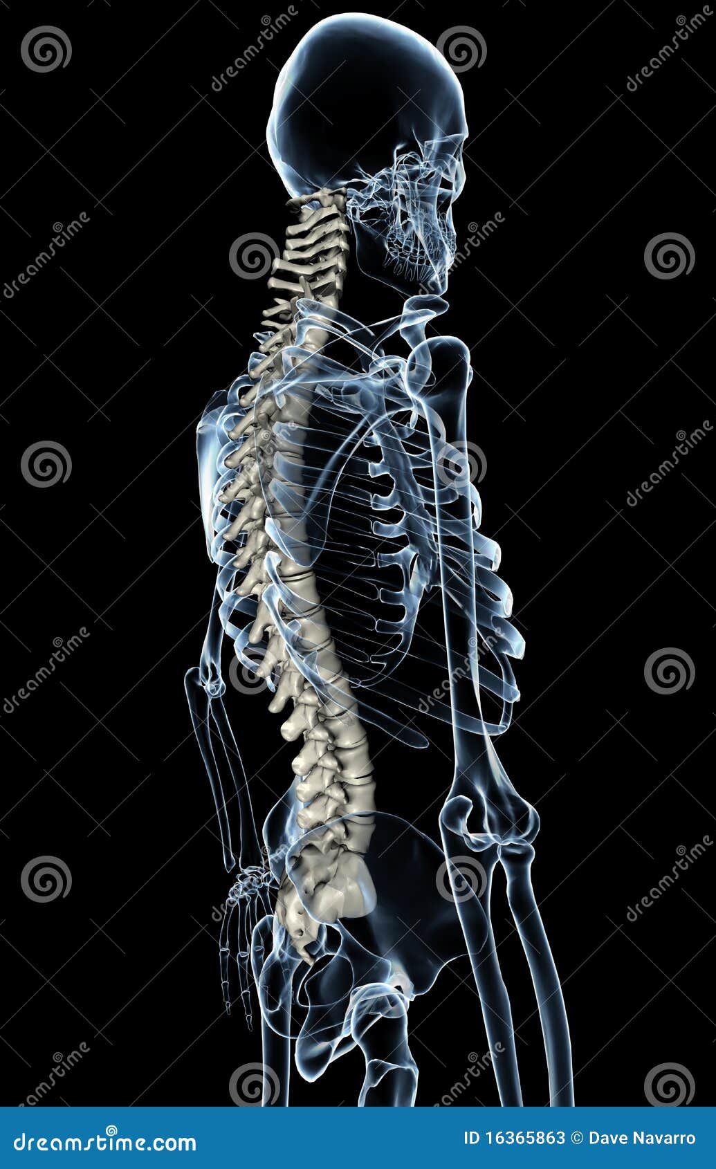Spinal Column stock illustration. Illustration of column - 16365863