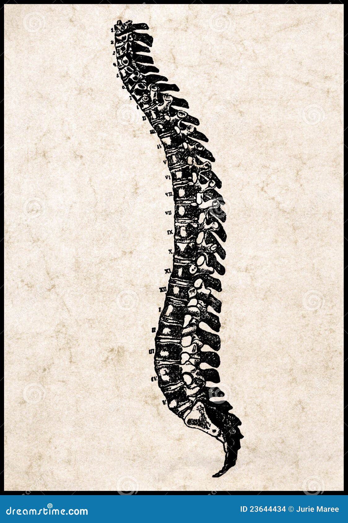 Spinal Column With Nerves And Discs. Stock Photography | CartoonDealer ...