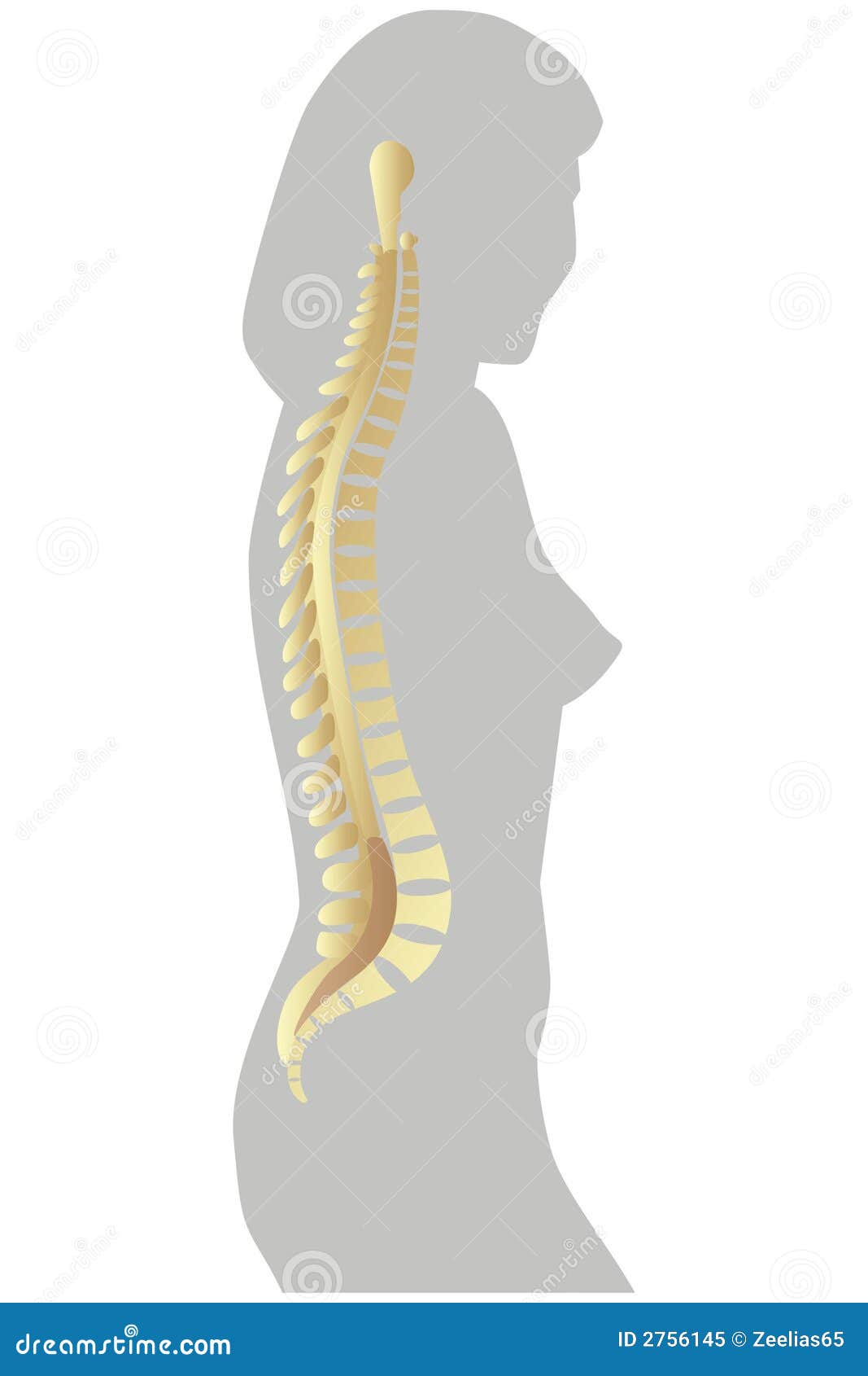 Spinal Column Bones And Anatomical Spinal Backbone Structure Outline ...