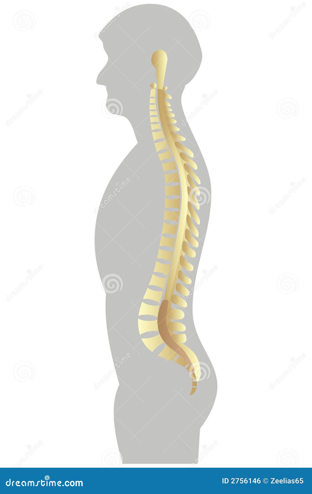 Spinal Column With Nerves And Discs. Stock Photography | CartoonDealer ...
