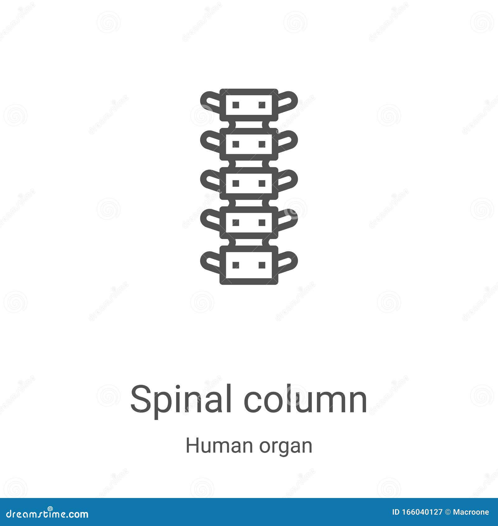 Spinal Column Icon Vector from Human Organ Collection. Thin Line Spinal ...