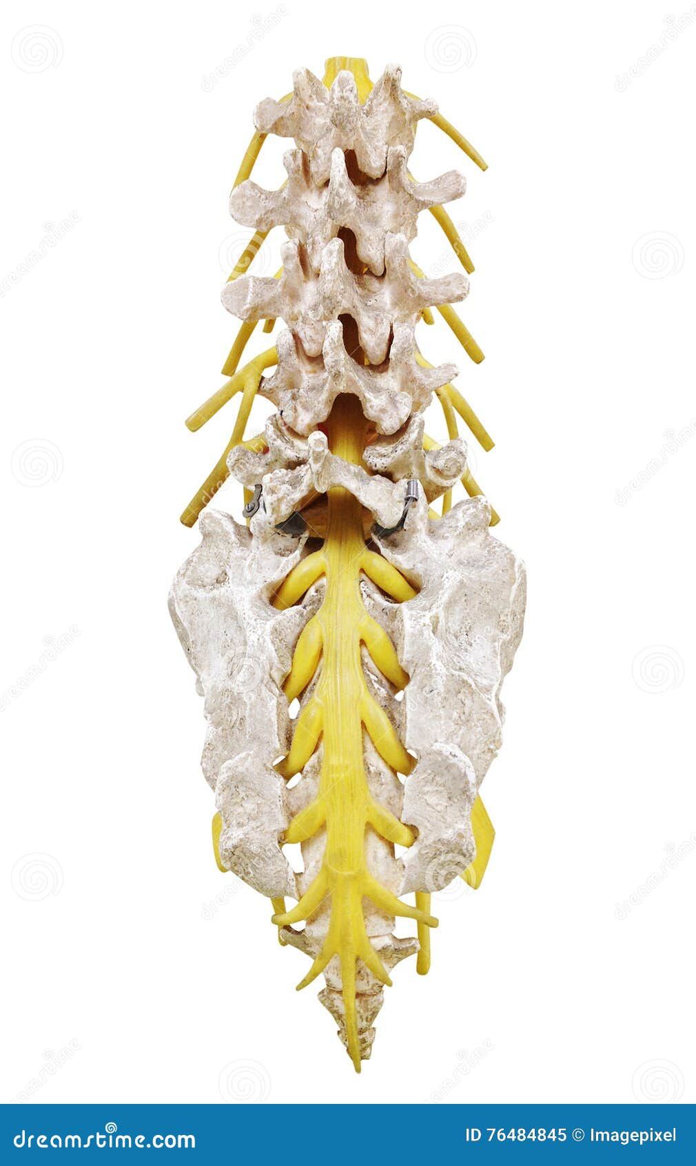Spinal Column Encloses The Spinal Cord And Fluid Surrounding Spinal ...