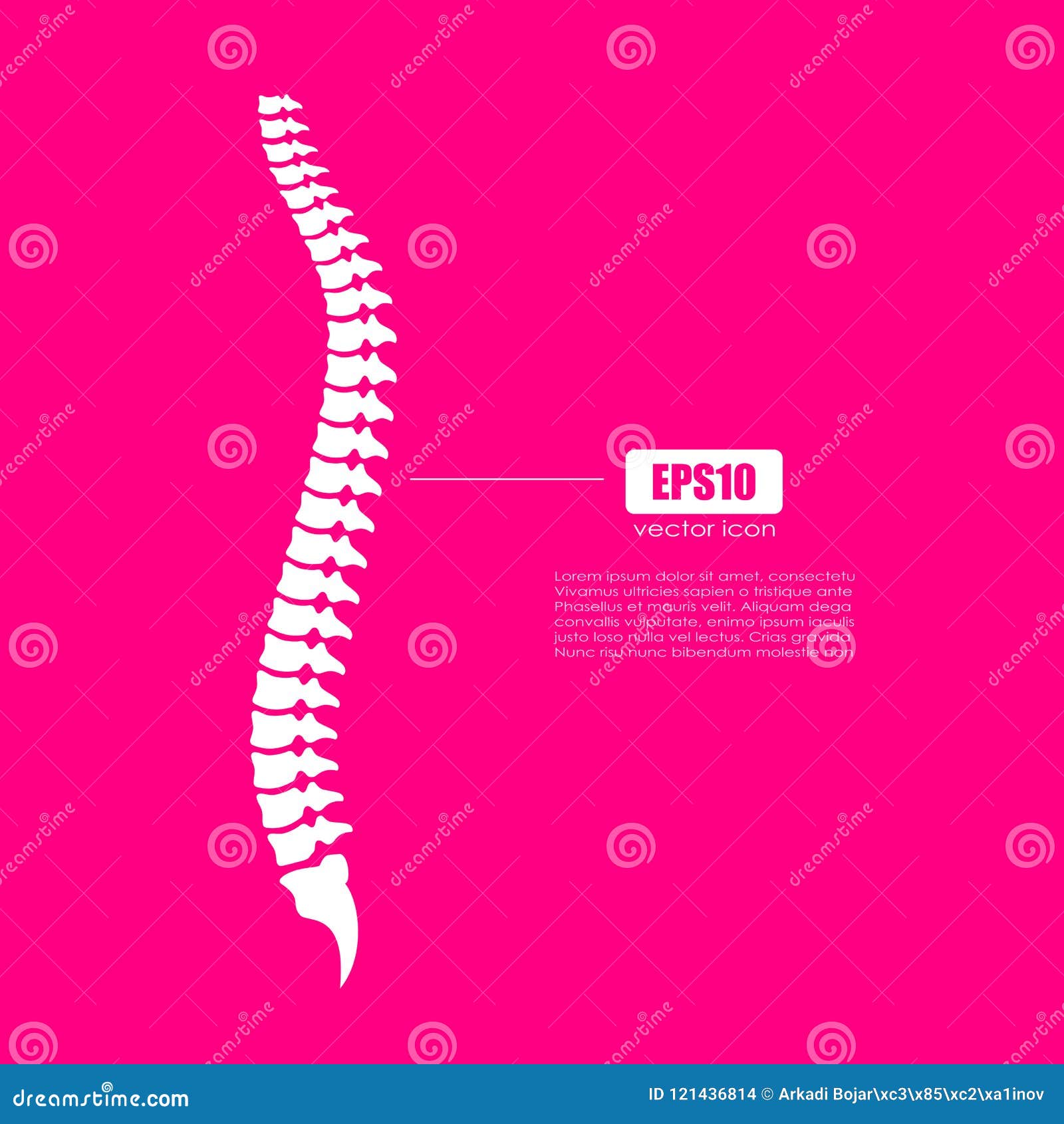 Spinal Column Bones And Anatomical Spinal Backbone Structure Outline ...