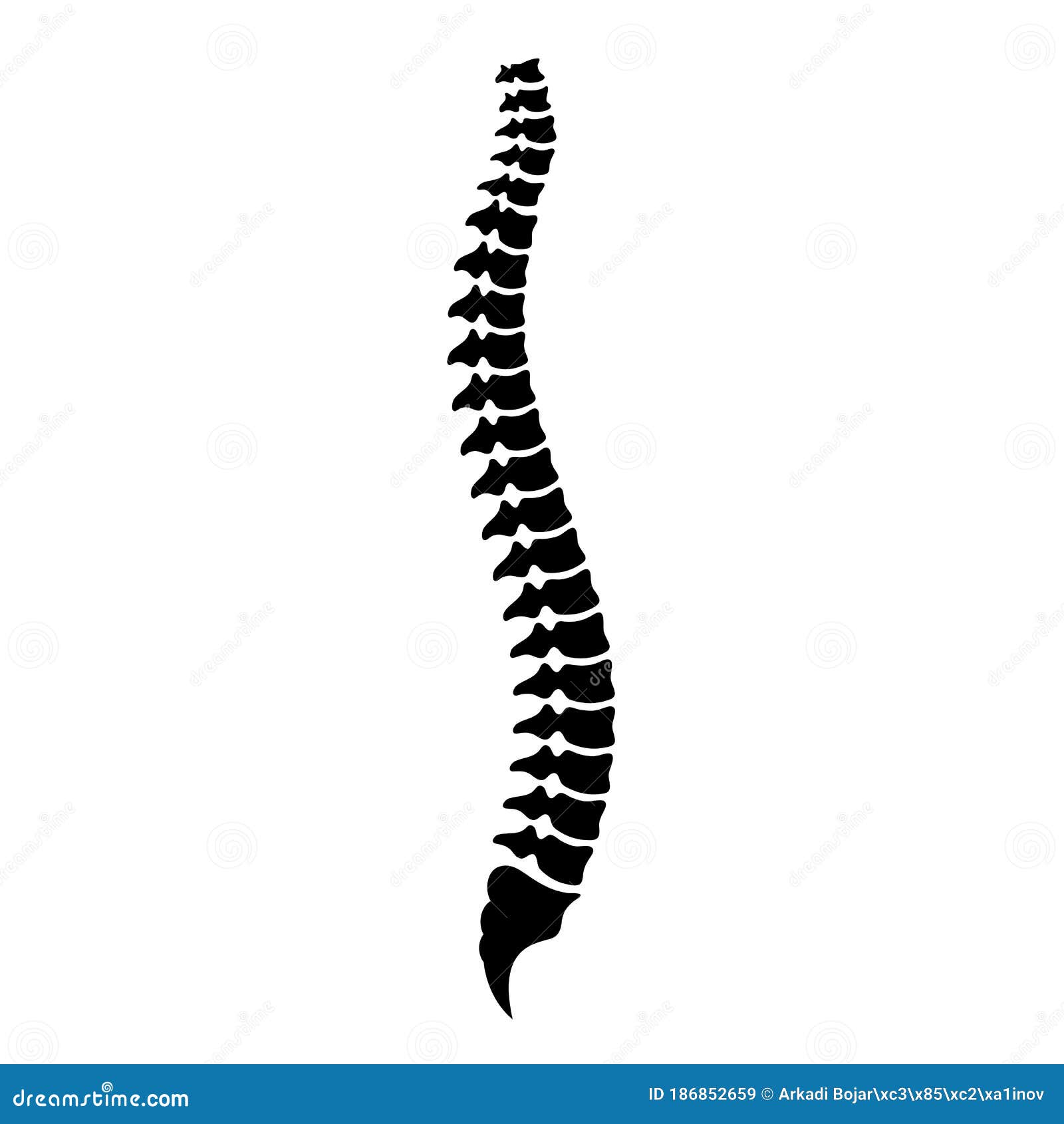 Spinal Column Spine Vector Icon Stock Vector Illustration Of Back