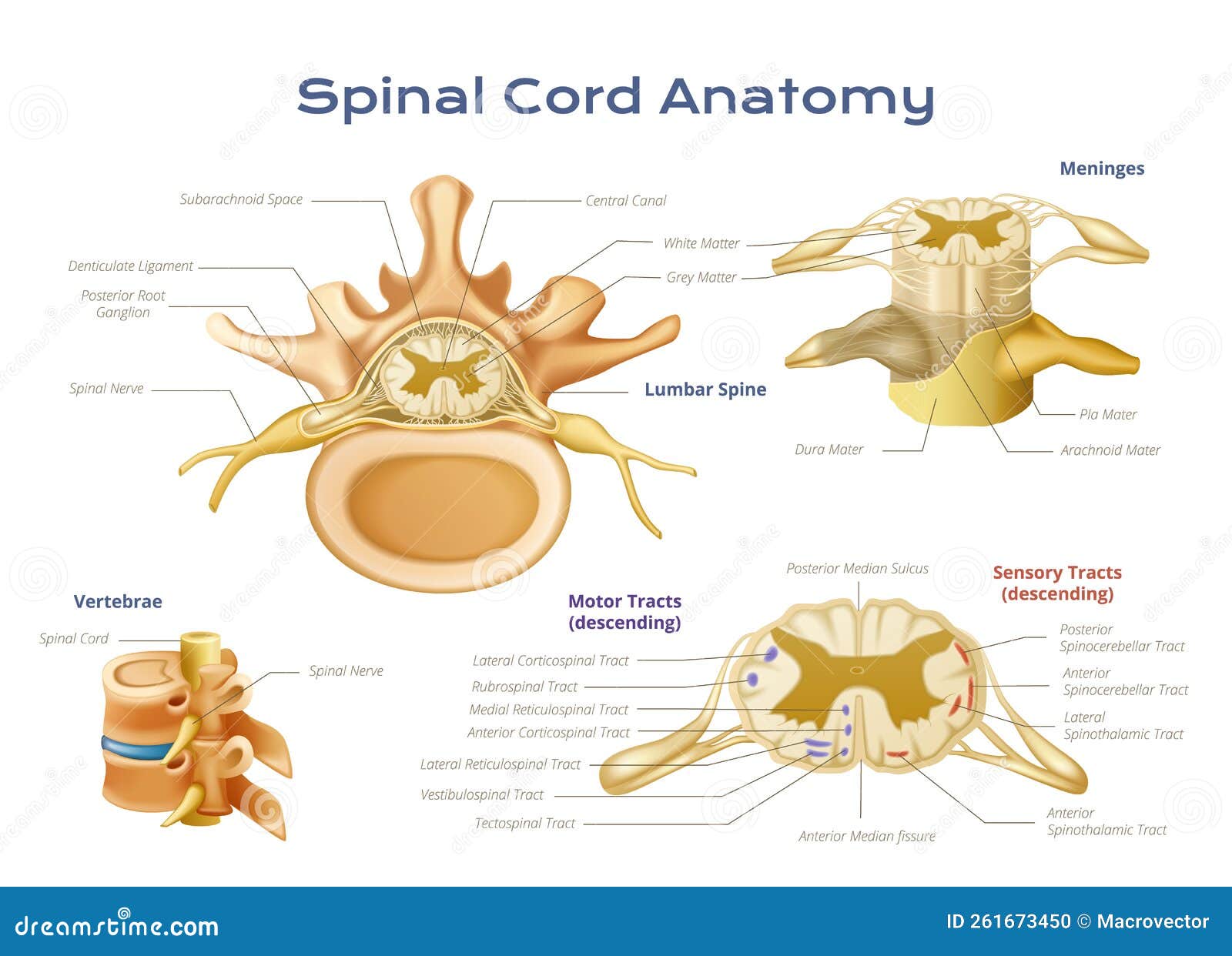 Spinal Cord Anatomy Infographics Stock Vector - Illustration of biology ... Spinal Cord Anatomy Infographics Stock Vector - Illustration of biology ...