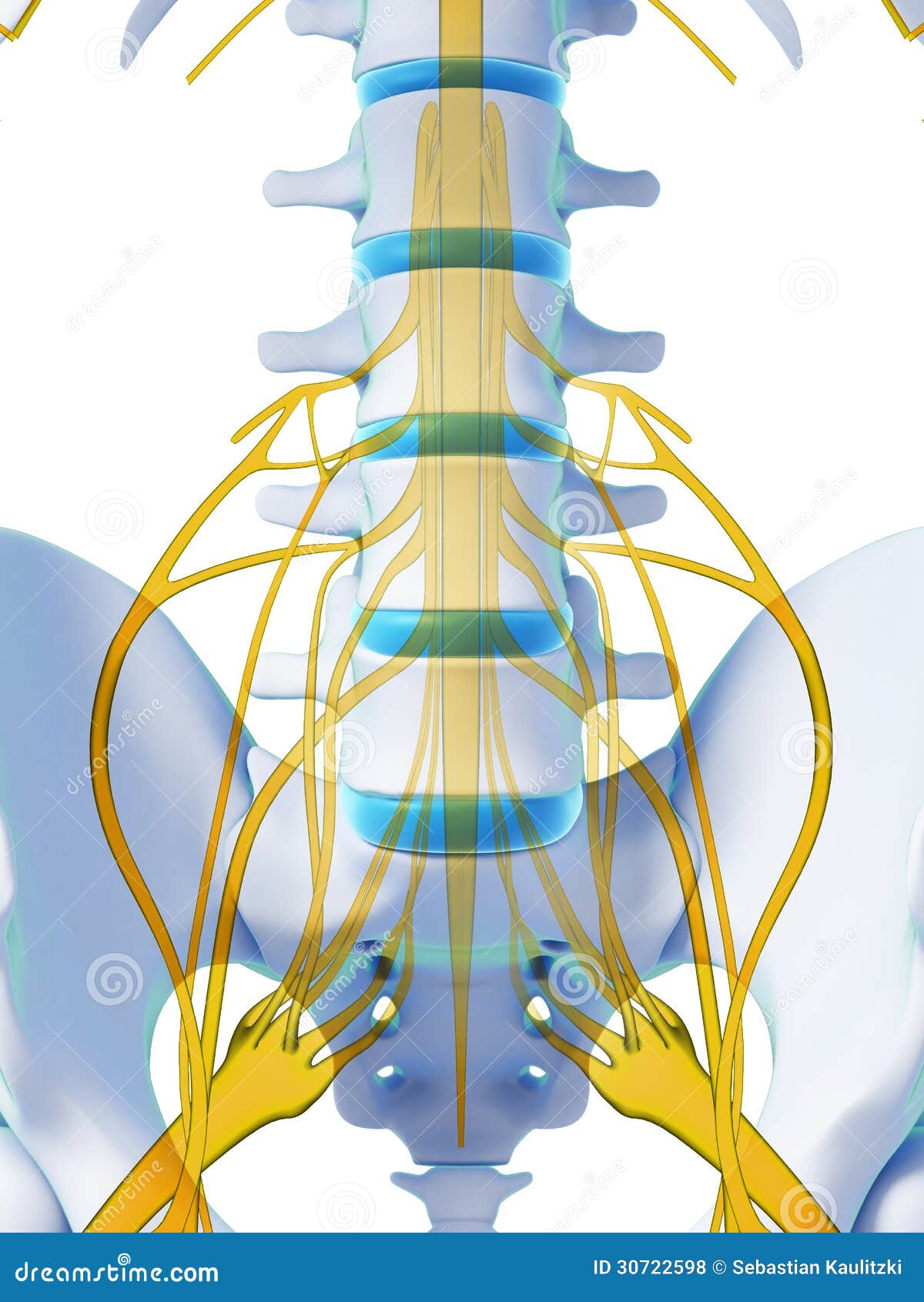 Spinal Cord Anatomy. Vertebra Cross Section Anatomical Structure ...