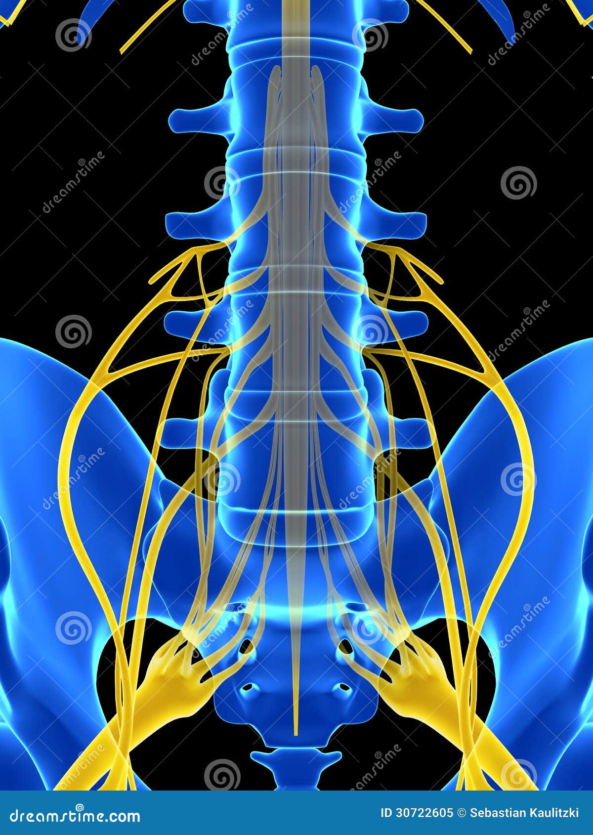 Spinal cord stock illustration. Illustration of anatomical - 30722605
