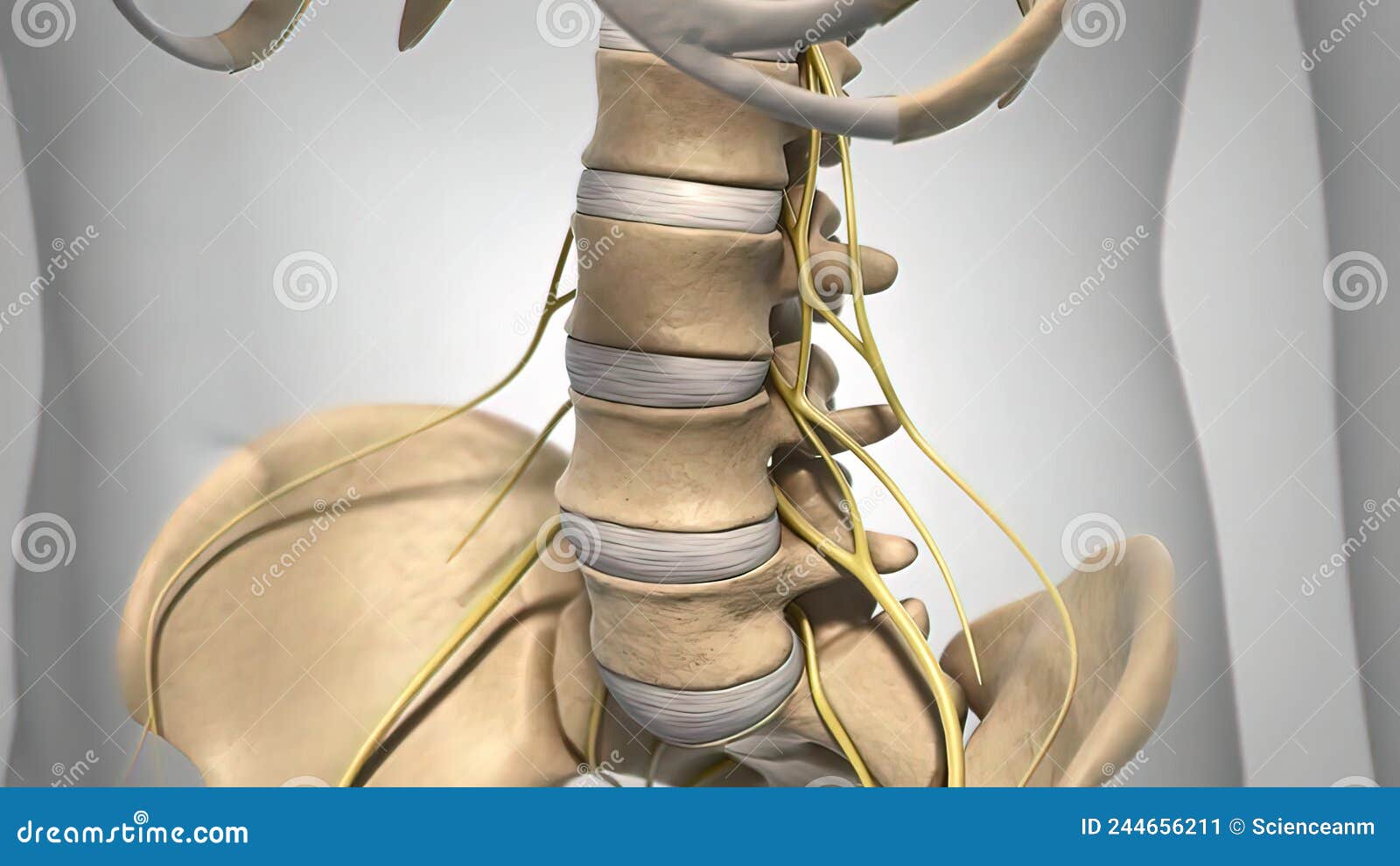 Spinal Cord, Disc and Nervous System Stock Illustration - Illustration ...