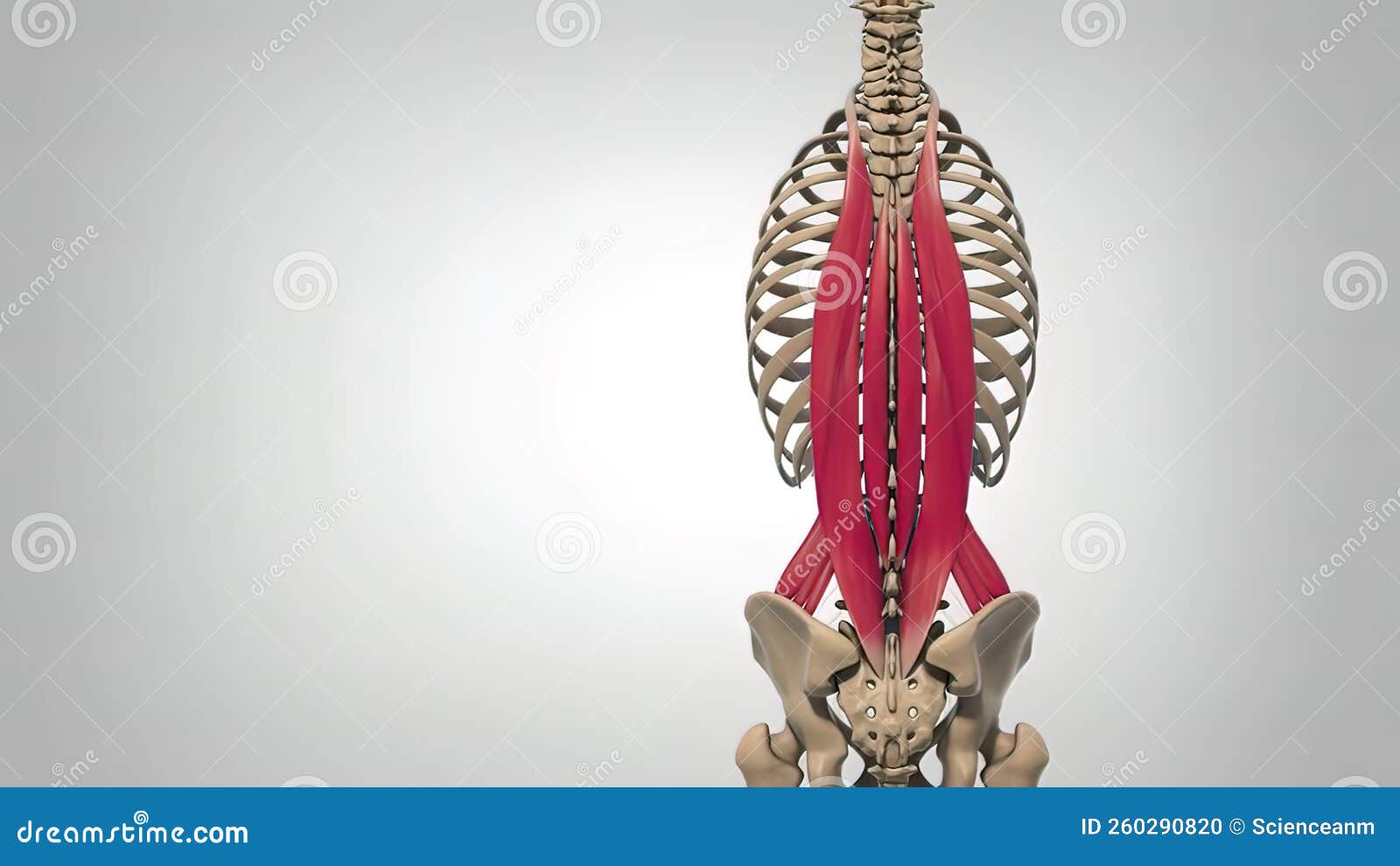 Human Spine System Lumbar Spine with Nerves Stock Illustration ...
