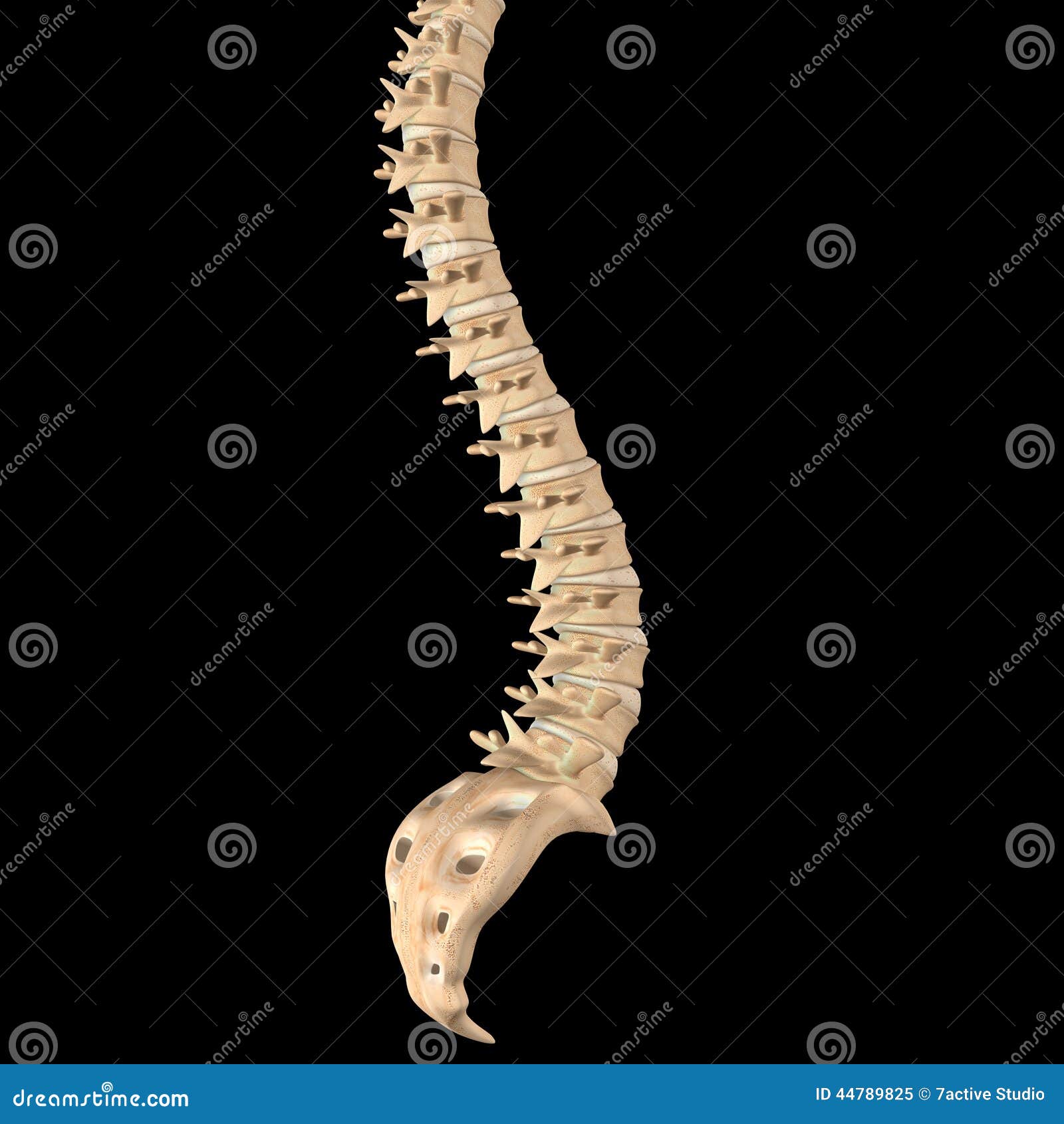 Spinal Cord, Nerve, Cerebellum, Cortex And Motor Neuron Human Under The ...