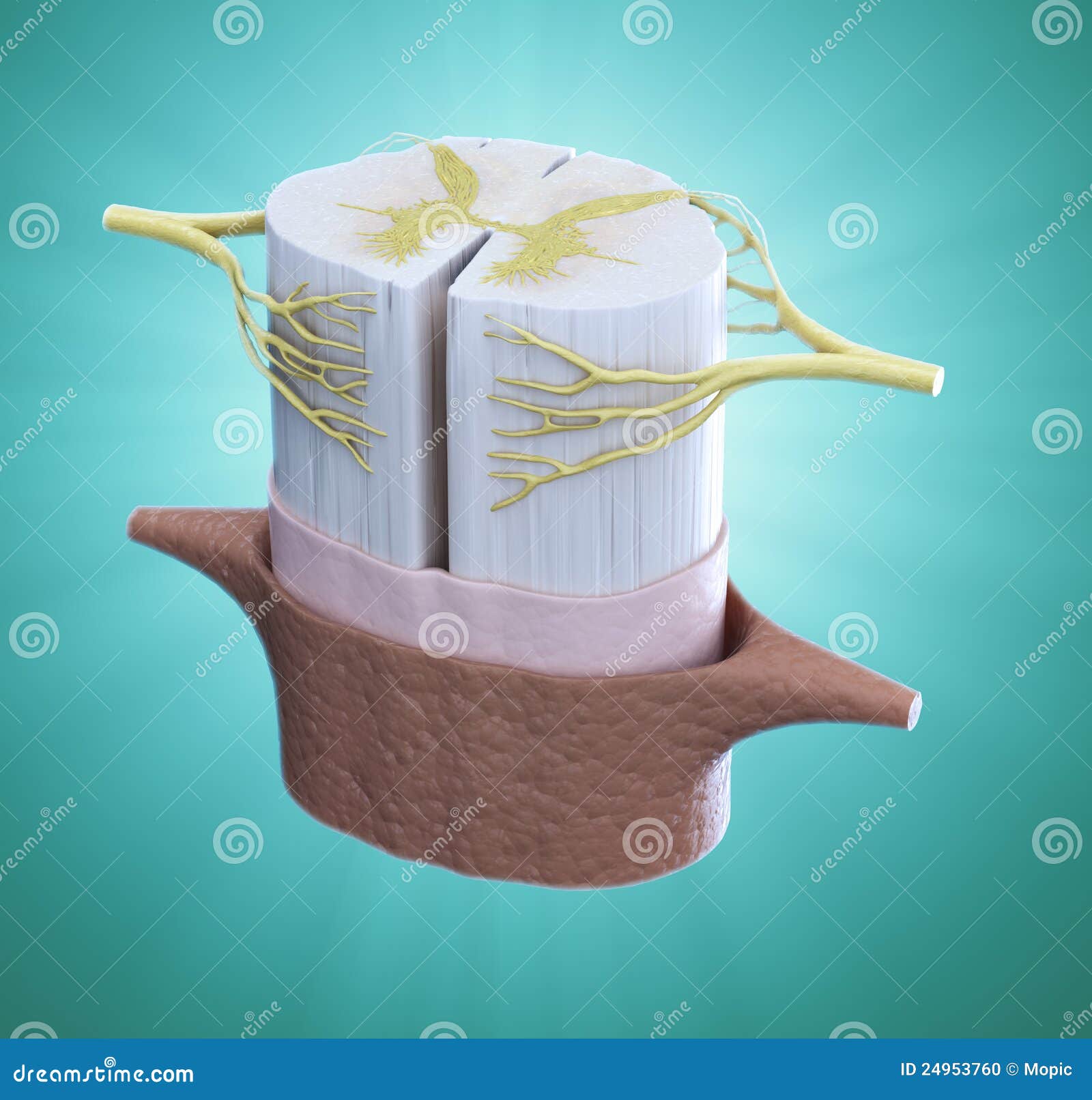 Spinal Cord Medical Illustration Stock Photo - Image of health, lumbar ...
