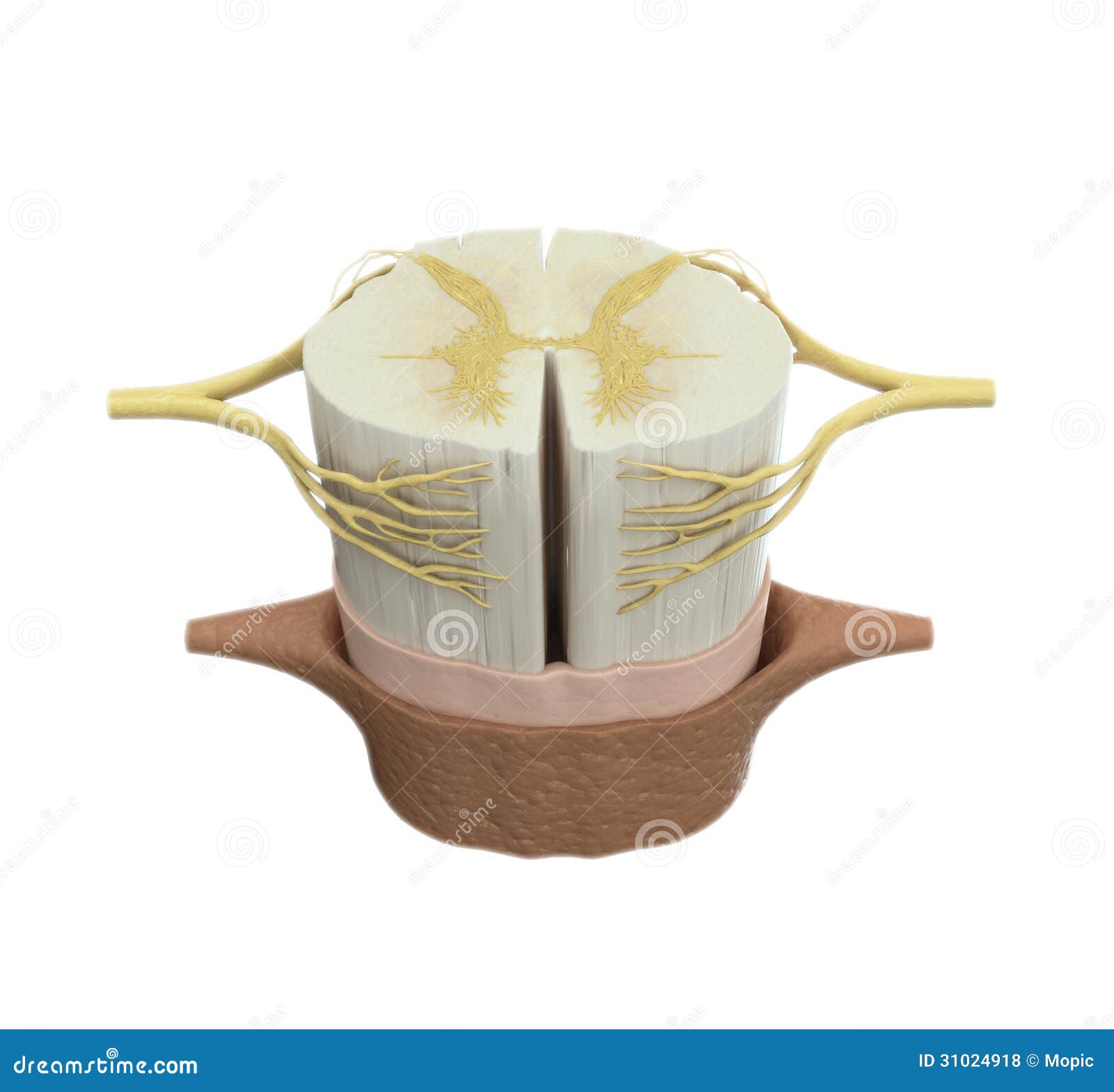 Spinal Cord, Nerve, Cerebellum, Cortex And Motor Neuron Human Under The ...