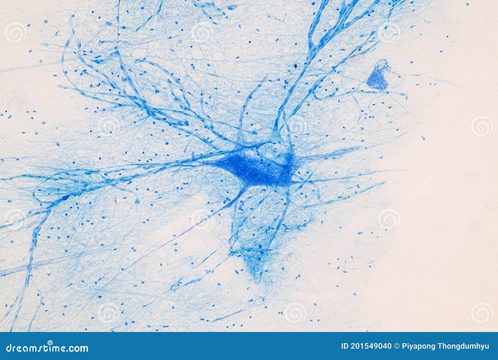 Spinal Cord And Motor Neuron Under The Microscope. Royalty-Free Stock ...