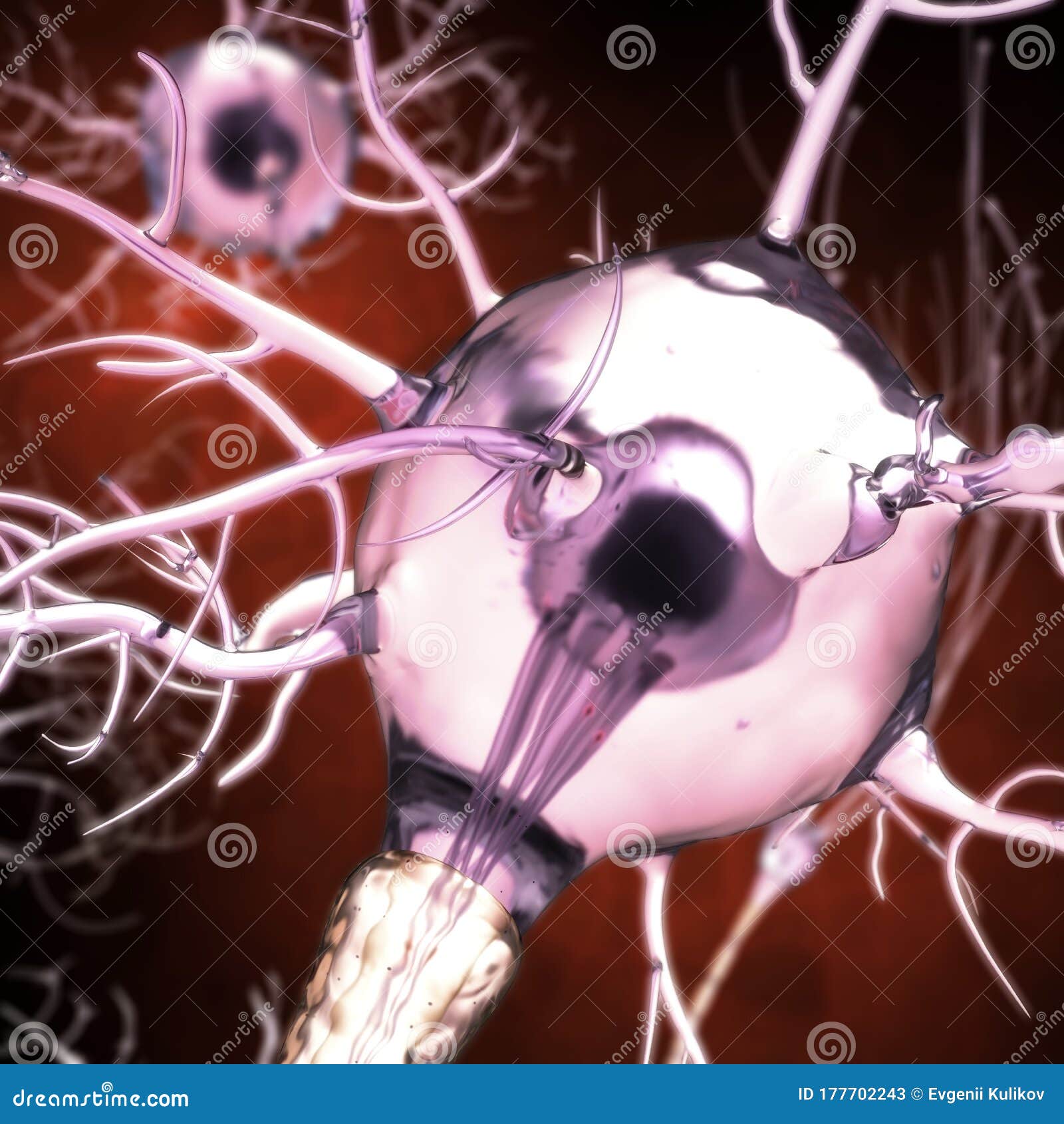Spinal cord neuron stock illustration. Illustration of neuron - 177702243