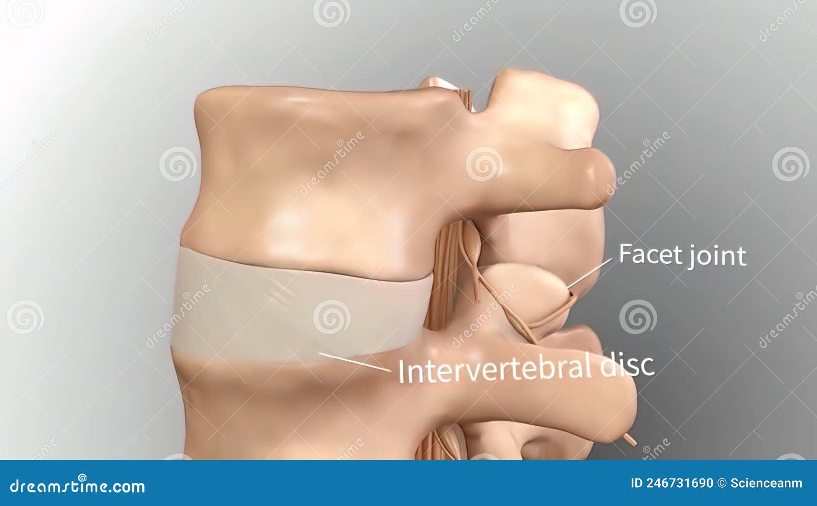 Spinal Cord , Normal Intervertebral Disc 3D Stock Illustration ...
