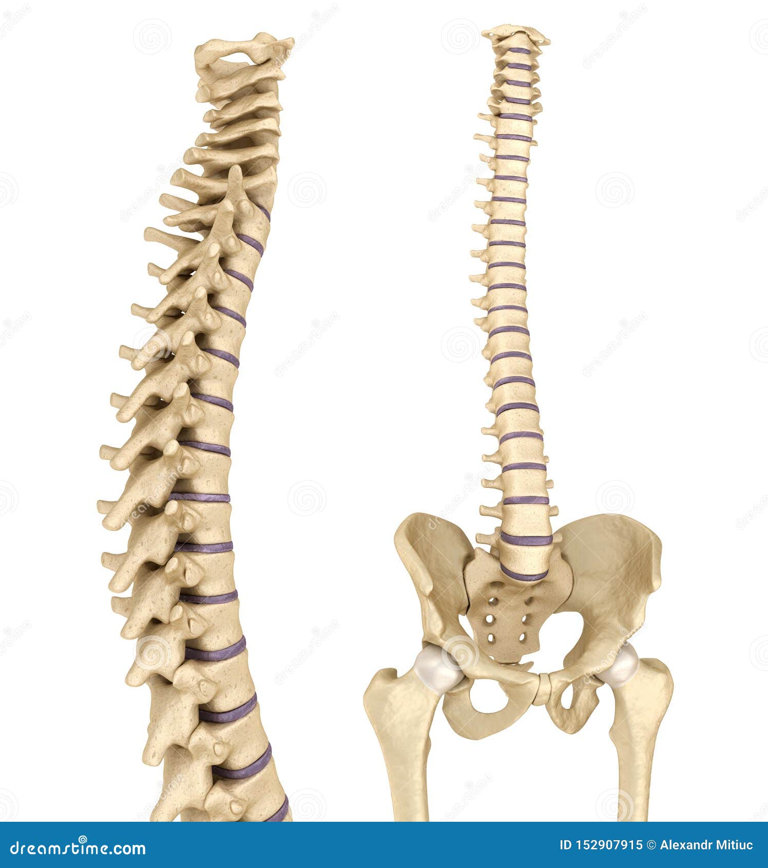 Spinal Cord and Pelvis . Medically Accurate Reference Stock ...