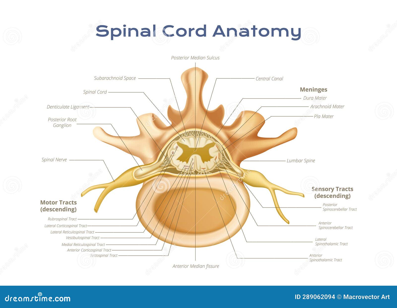 Spinal Cord Scientific Composition Stock Vector - Illustration of ... Spinal Cord Scientific Composition Stock Vector - Illustration of ...