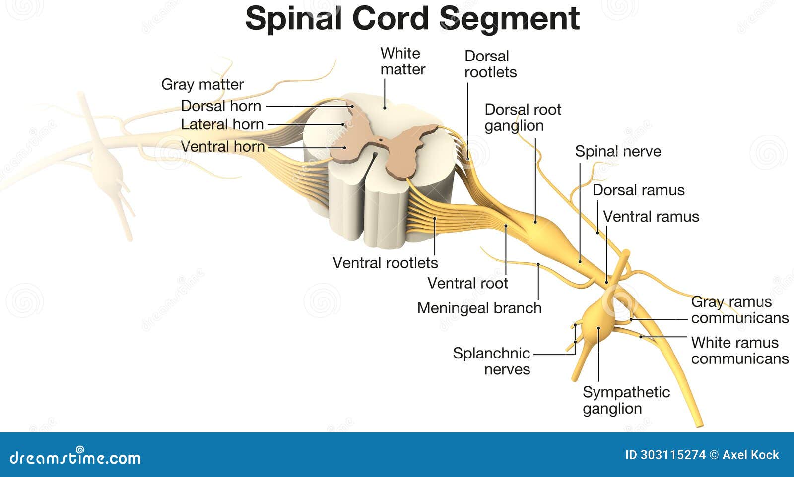 Spinal Cord Segment. Labeled 3D Illustration Stock Illustration ...