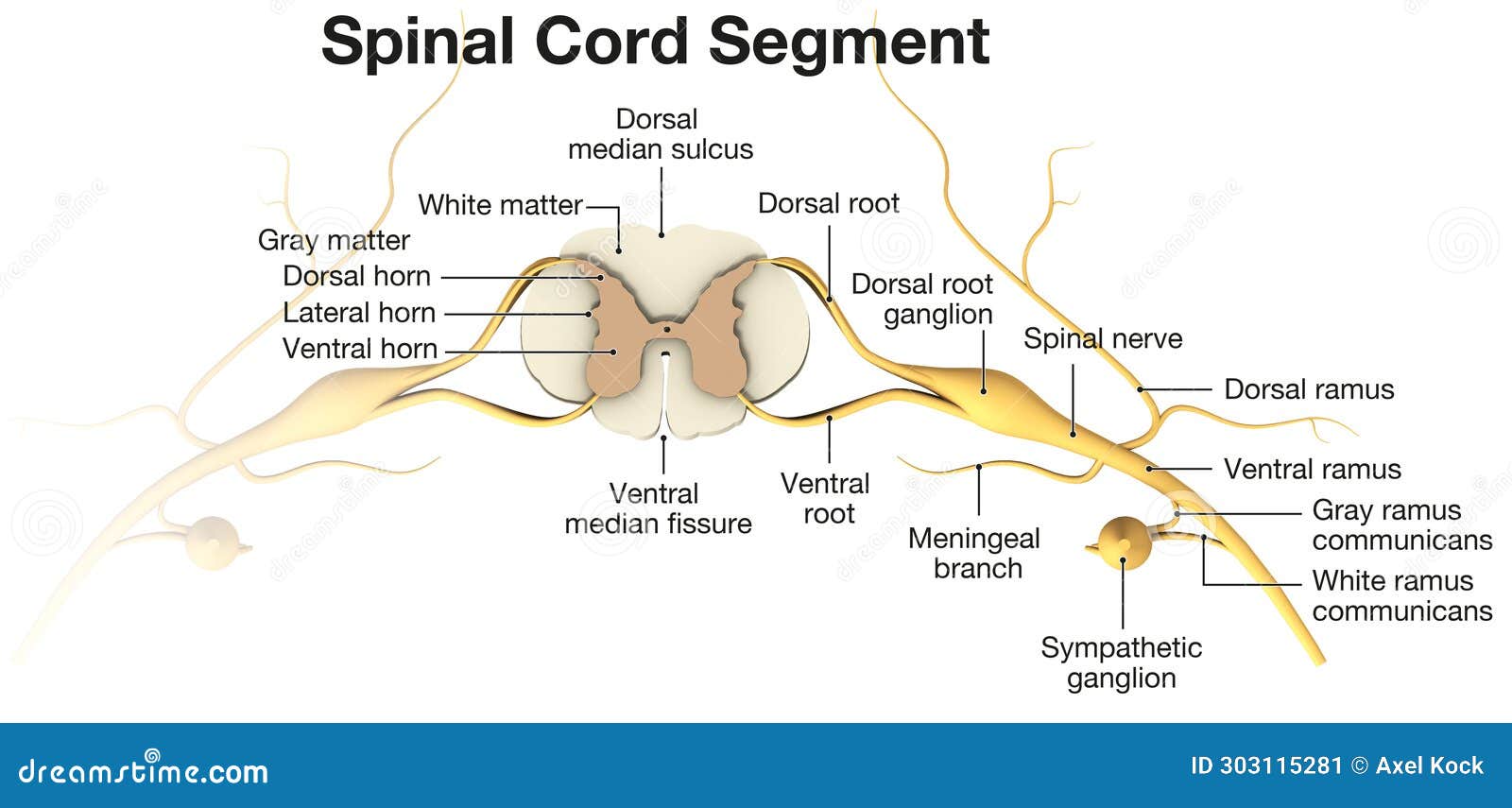 Segment Of The Spinal Cord With Nerves And A Vertebra. 3D Illustration ...