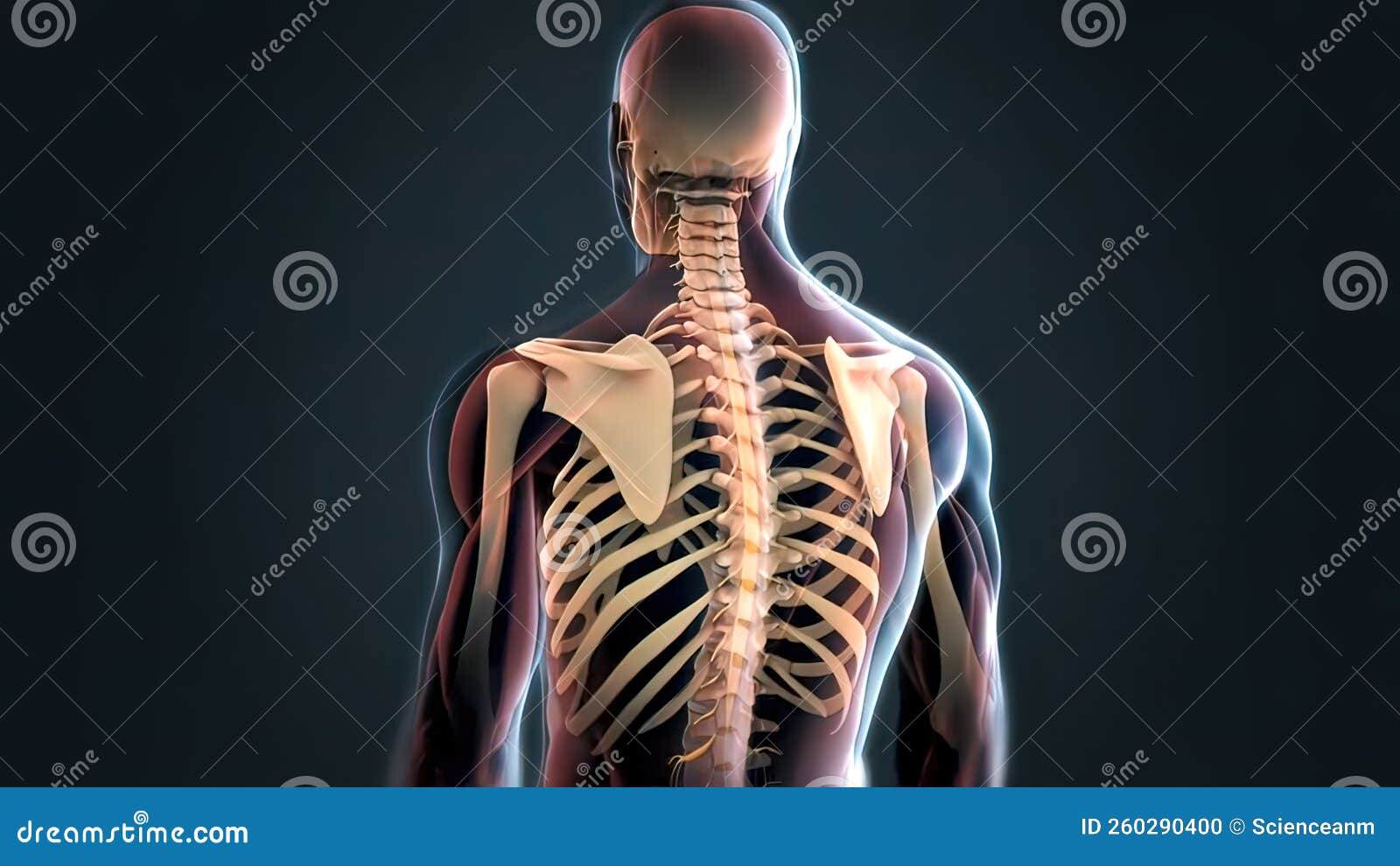 Spinal Cord System 3d Medical Stock Illustration - Illustration of ...