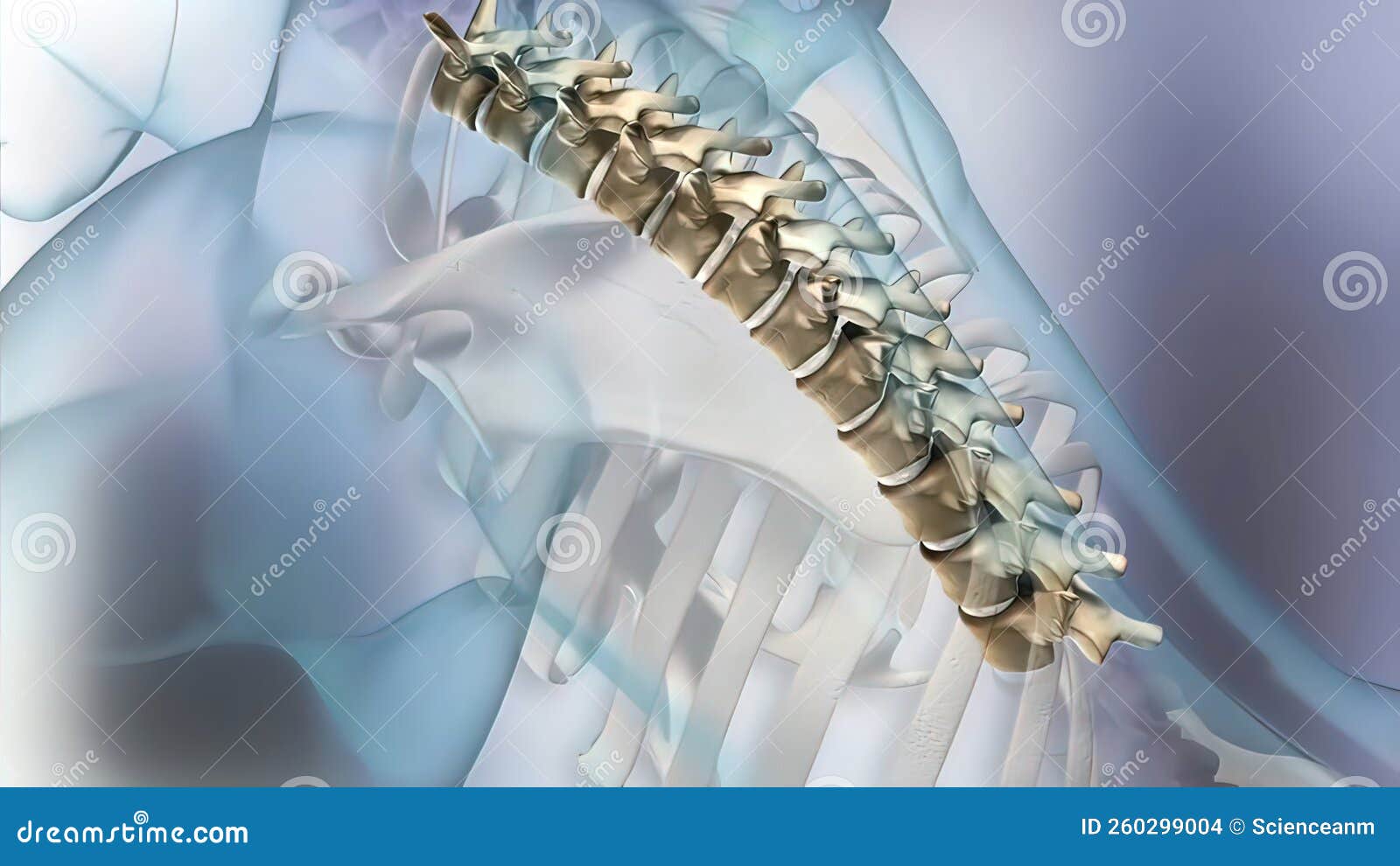 Spinal Cord System 3d Medical Stock Illustration - Illustration of ...