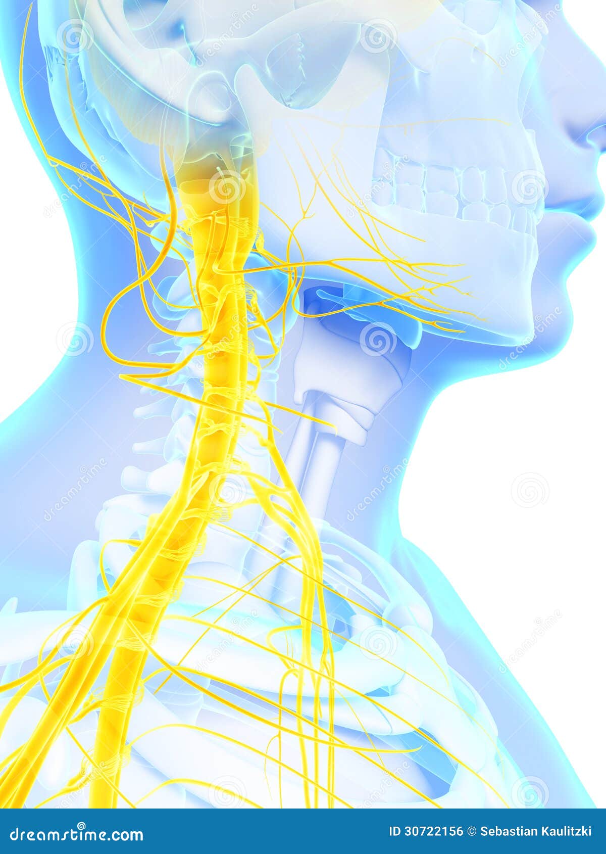 3d Illustration Of Spinal Cord Vertebral Column Cervical Vertebrae Of ...