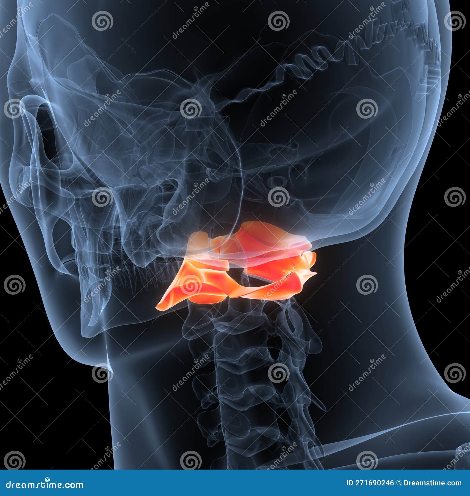 Spinal Cord Vertebral Column Atlas of Human Skeleton System Anatomy ...