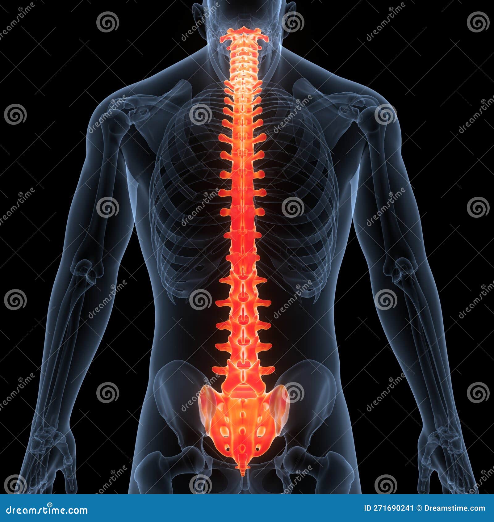 Spinal Cord Vertebral Column of Human Skeleton System Anatomy Stock ...