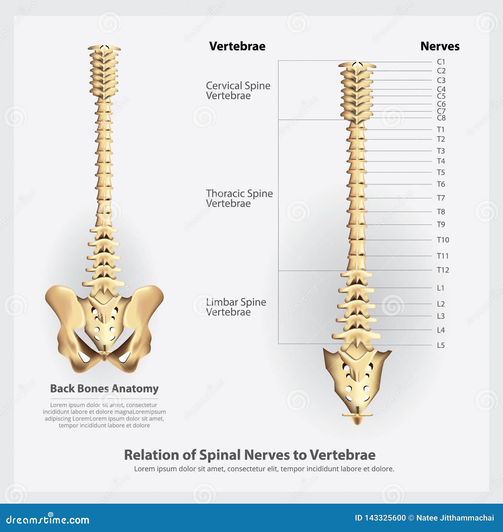 Spinal Nerves And Vertebrae Segments And Roots Vector Illustration ...