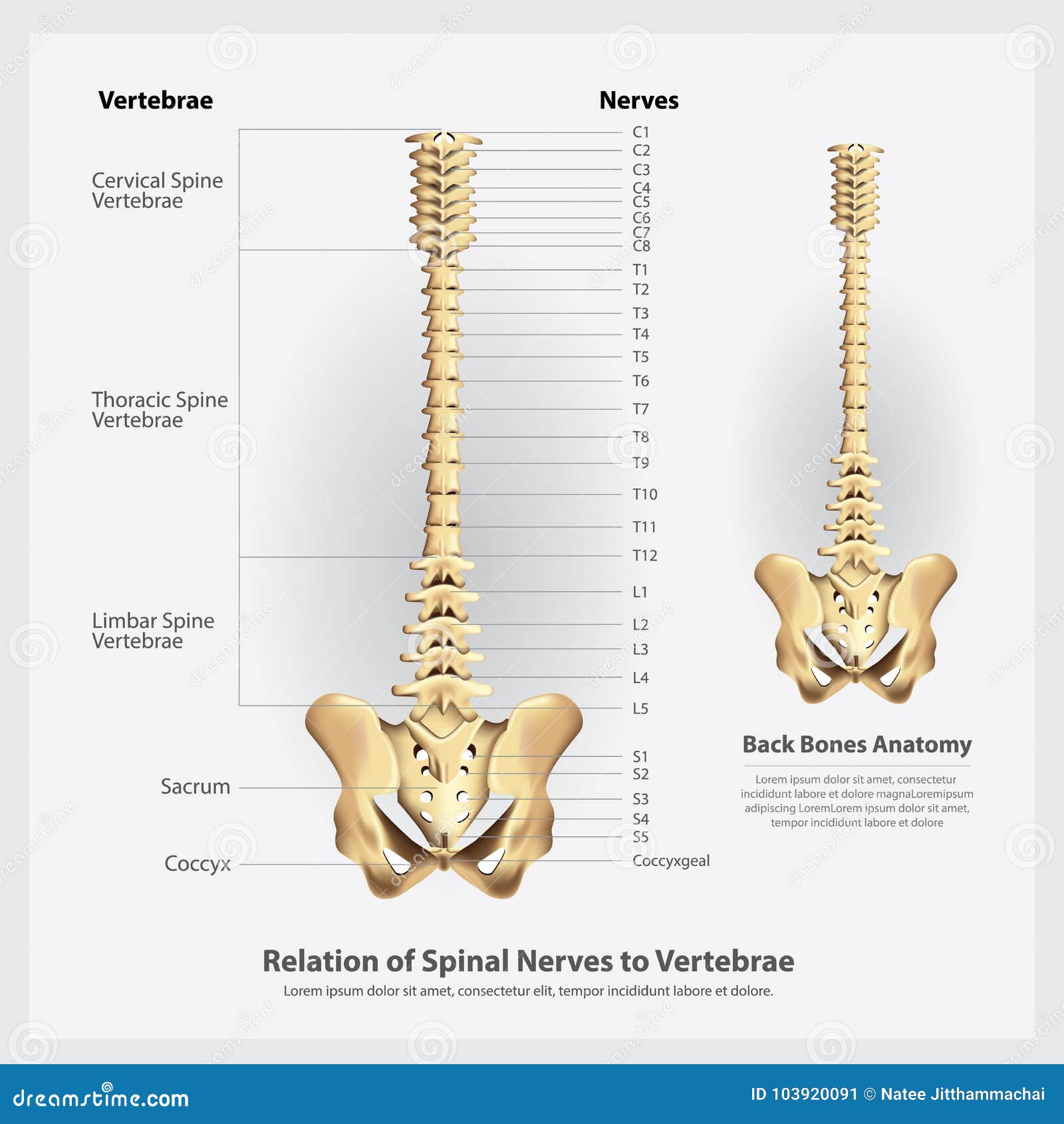 Spinal Nerves And Vertebrae Segments And Roots Vector Illustration ...