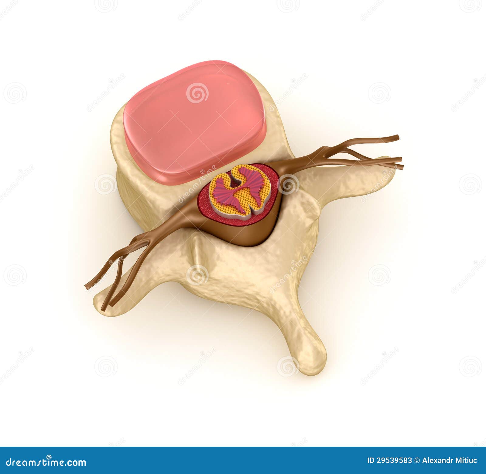 Spinal segment with a disk stock illustration. Illustration of ...