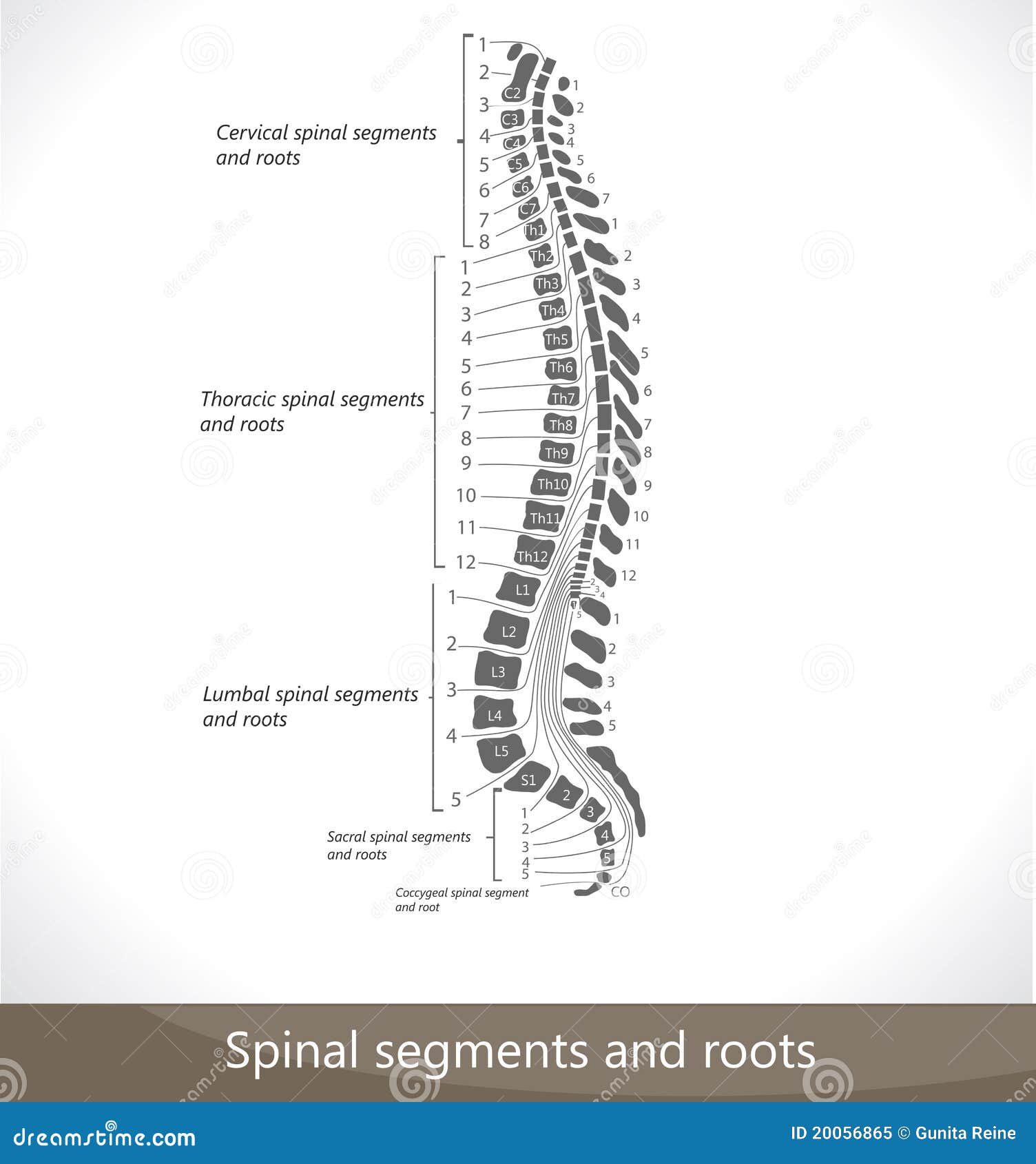Spinal segments and roots stock vector. Illustration of density - 20056865