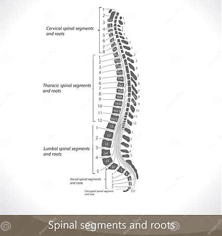 Spinal segments and roots stock vector. Illustration of density - 20056865